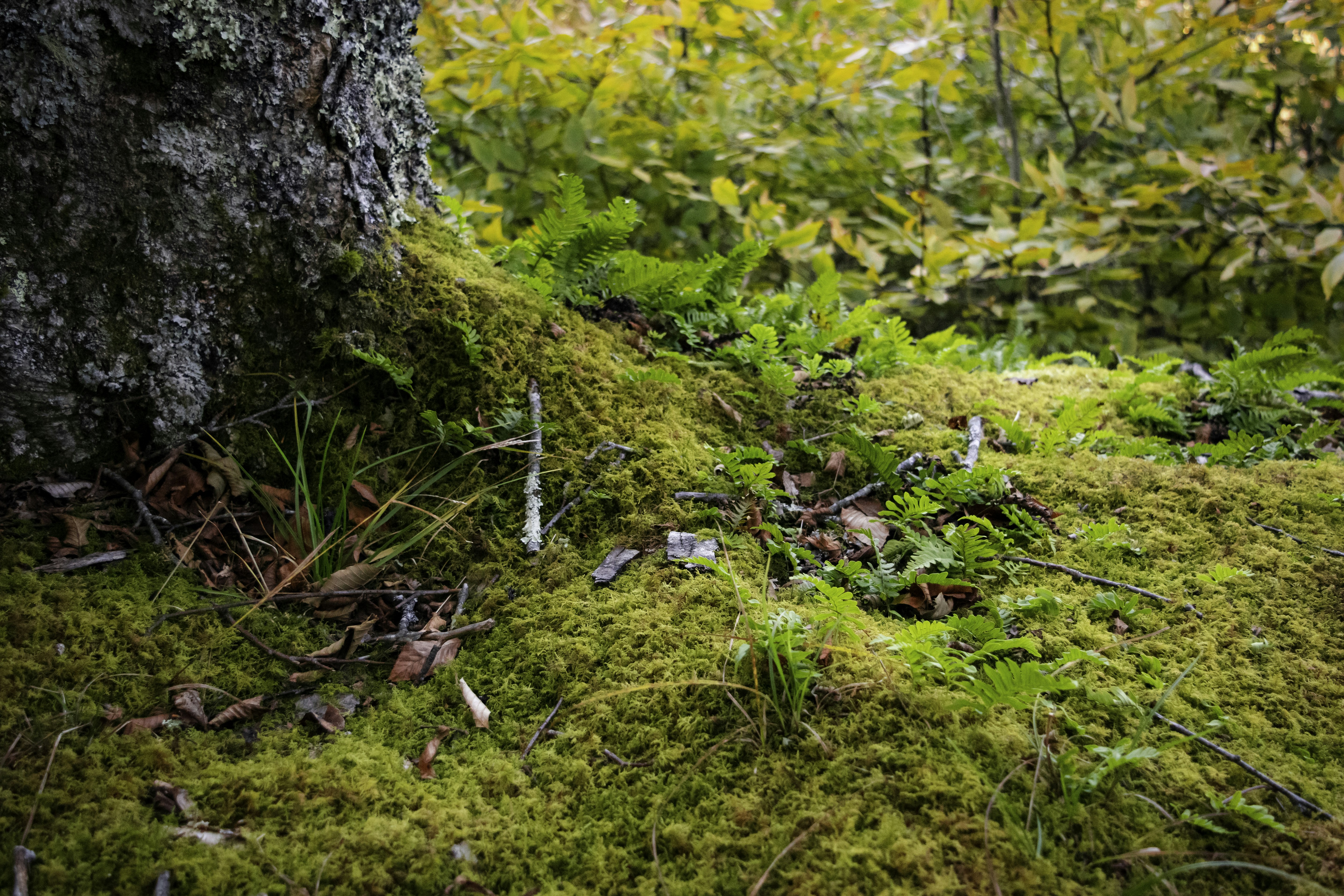 A mossy area with rocks and plants photo – Free Mountains Image on Unsplash
