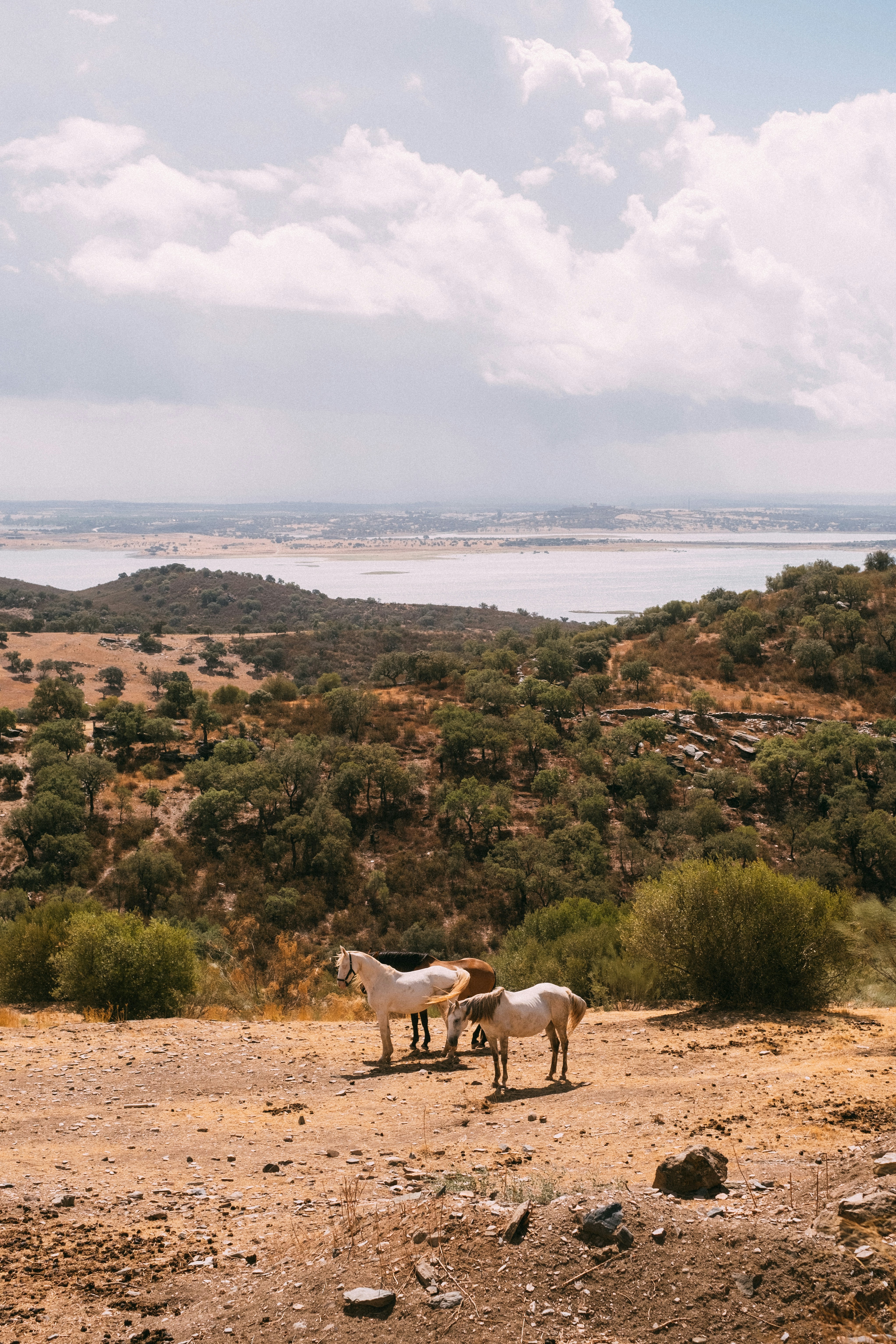 Horses on a sunlit ridge overlooking a distant shoreline