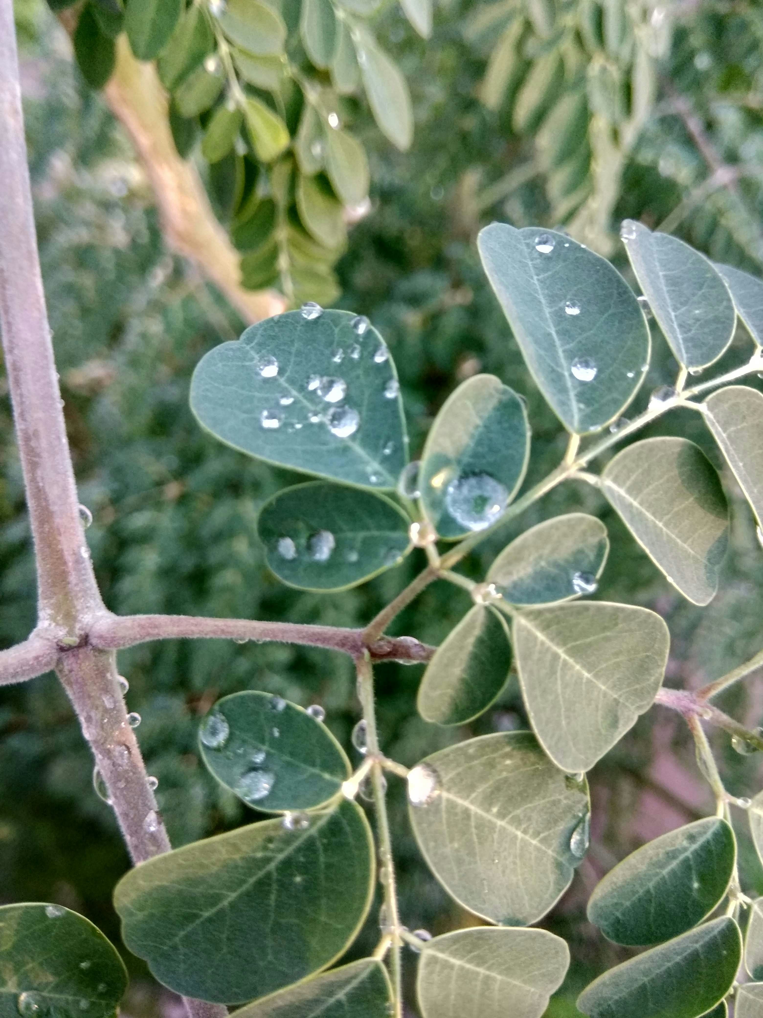 Close-up of vibrant green leaves adorned with glistening water droplets, showcasing the beauty of nature's details.