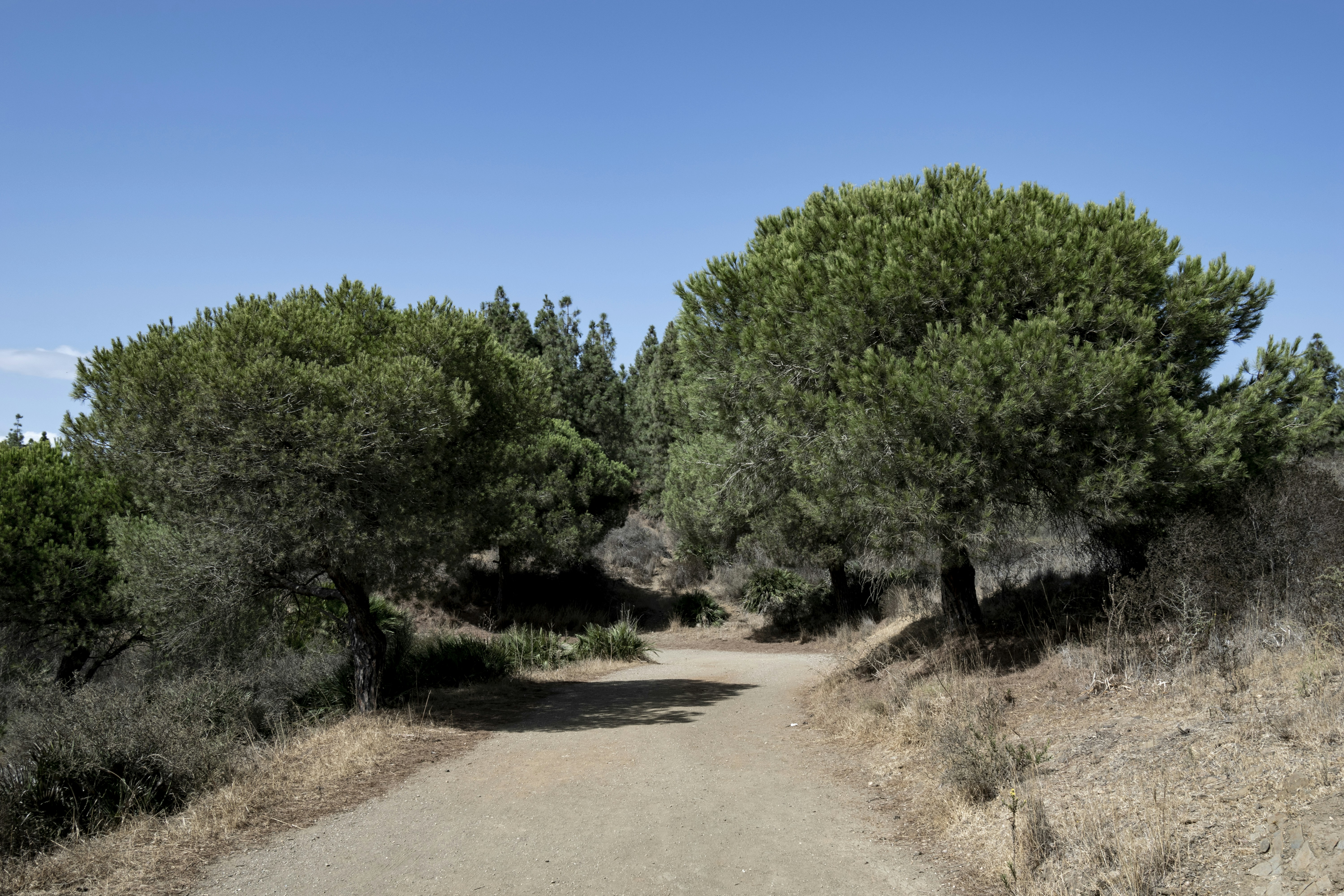 Dirt road flanked by lush green trees under a clear blue sky.