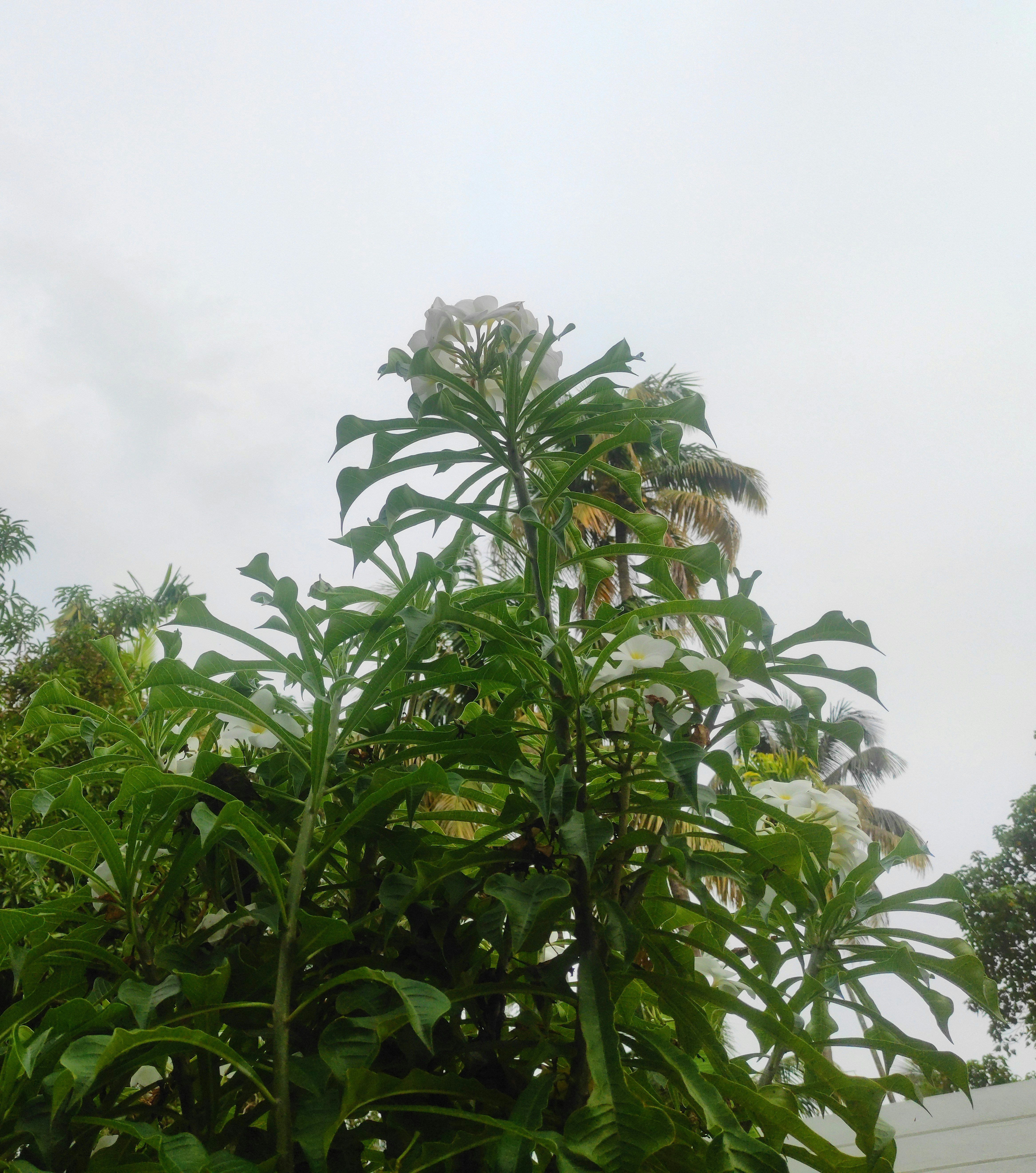 Tall green plants with budding flowers set against a gray sky, showcasing the resilience of nature in overcast conditions.