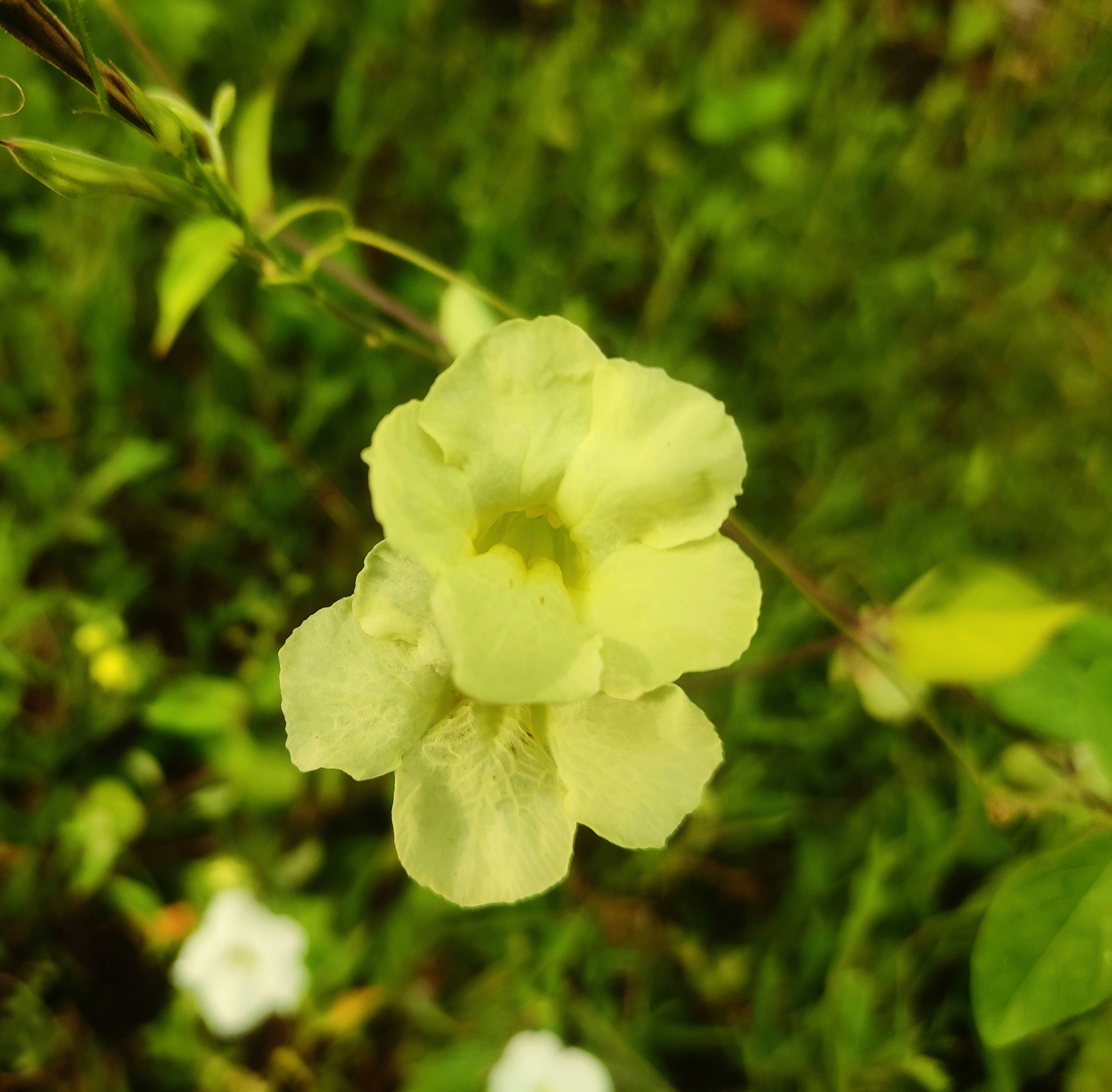 Pale yellow flower with intricate petals surrounded by vibrant green foliage.