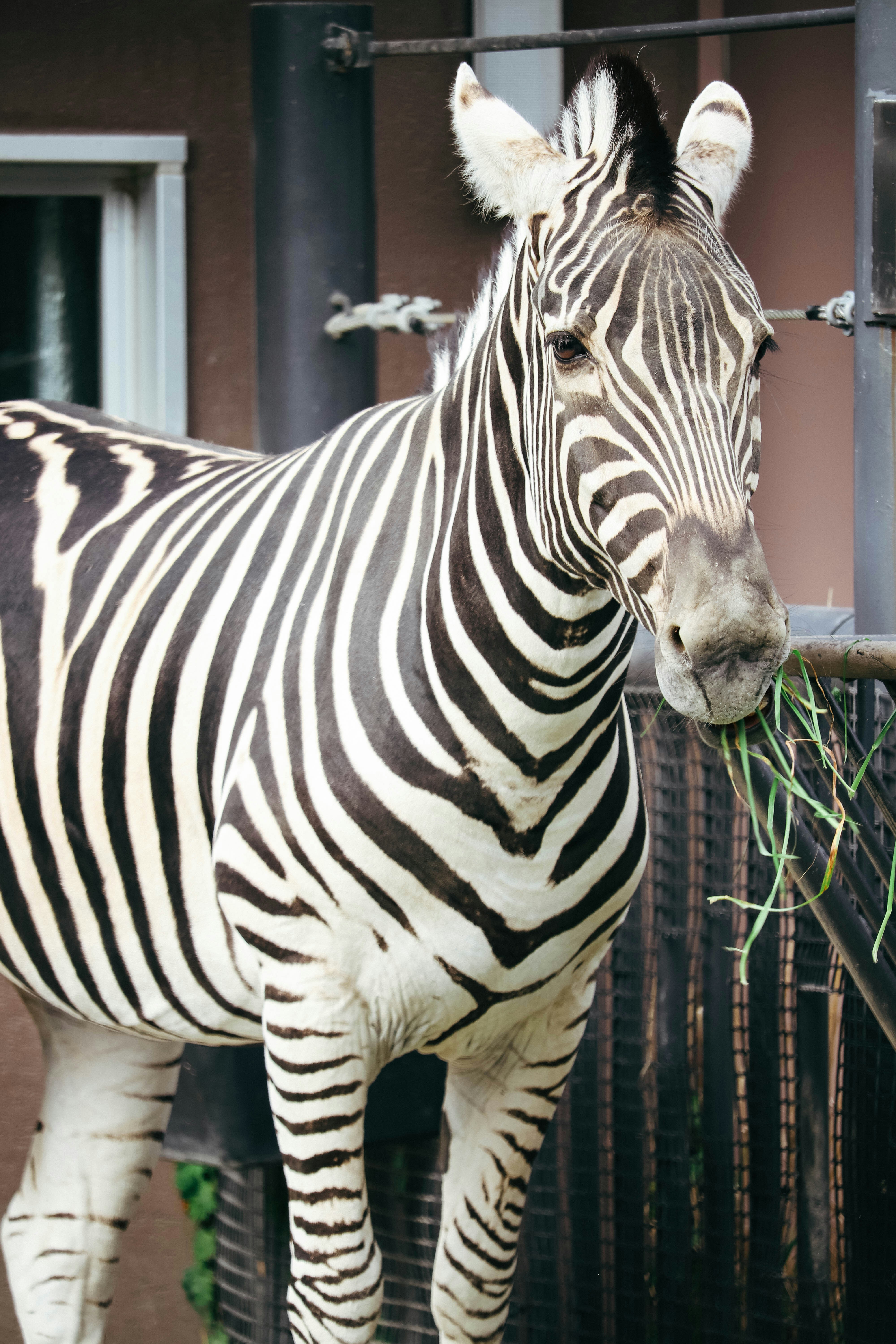 A zebra standing in a zoo exhibit photo – Free Grey Image on Unsplash