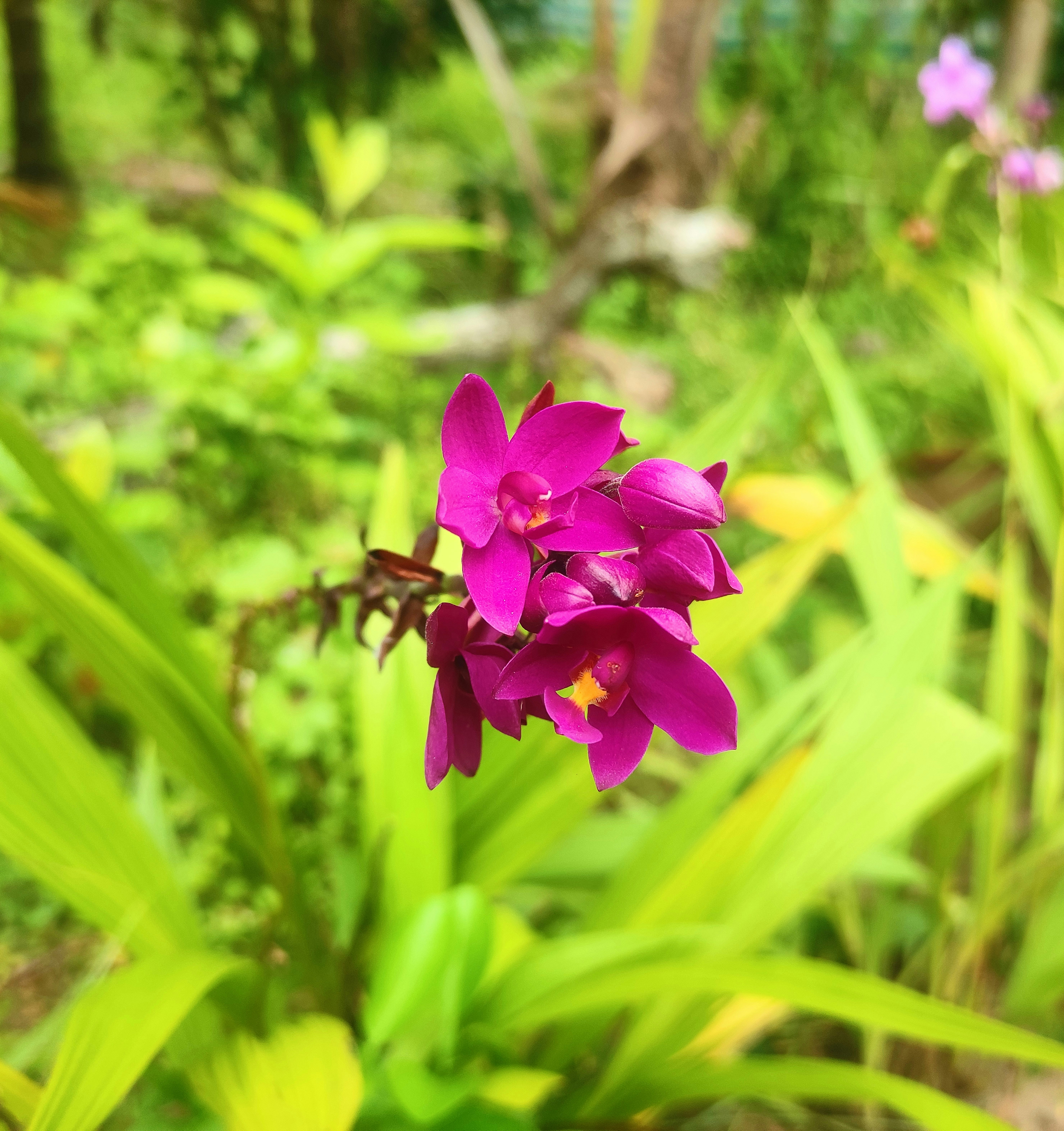 Cluster of vivid purple orchids amidst lush green foliage, showcasing nature's intricate beauty.