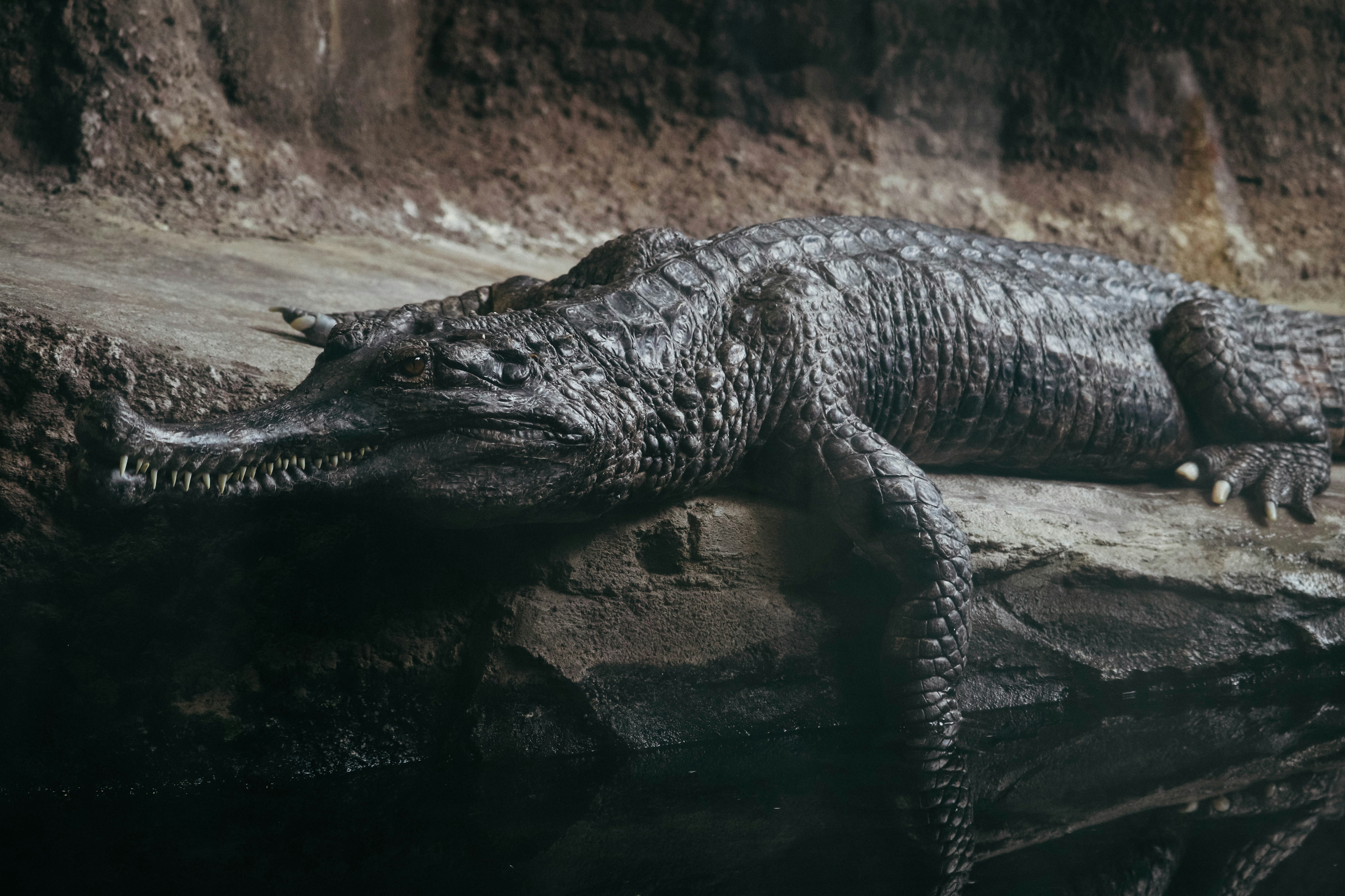 A crocodile in water photo – Free Grey Image on Unsplash