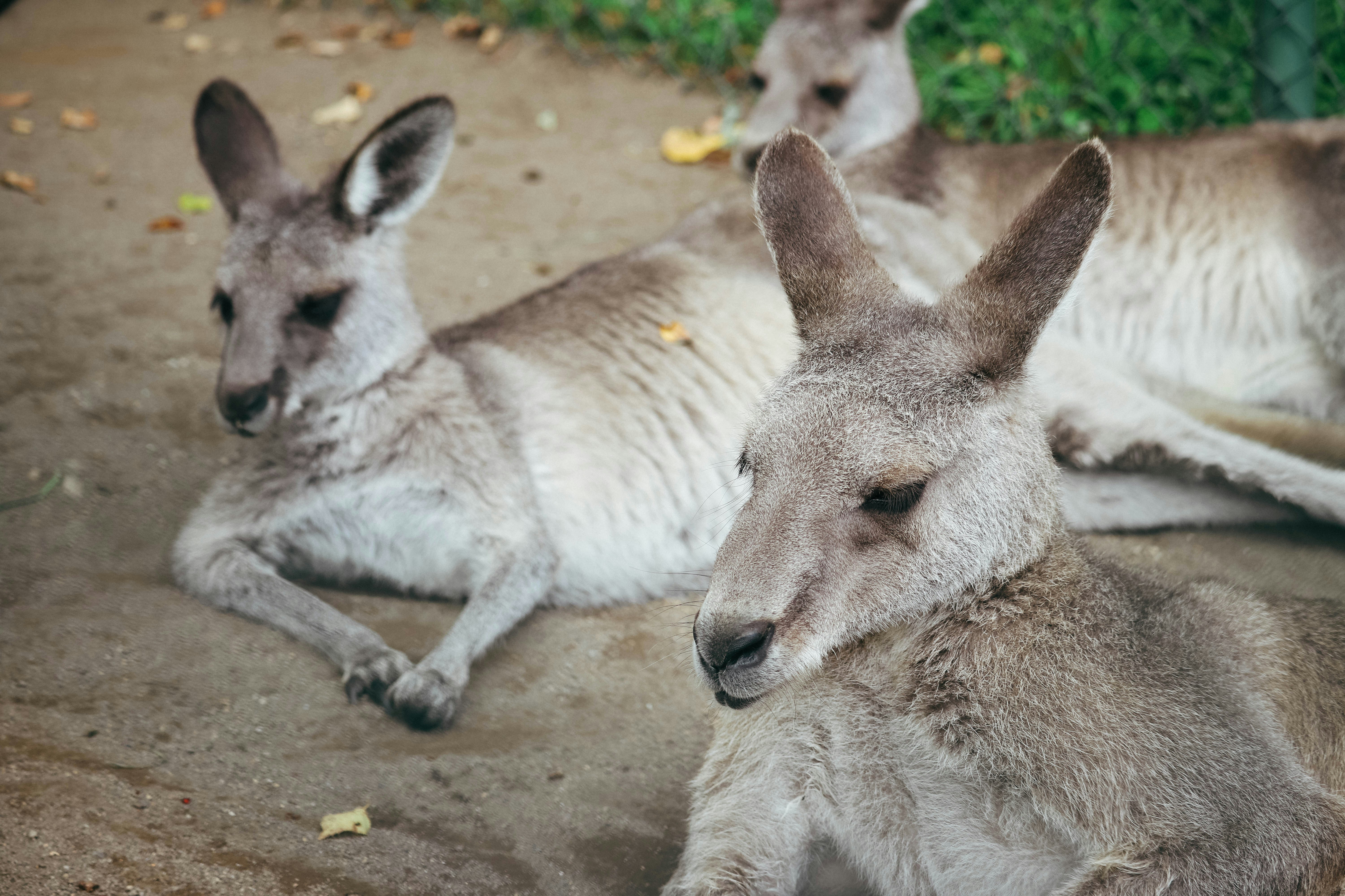 A group of kangaroos lying down photo – Free Animal Image on Unsplash