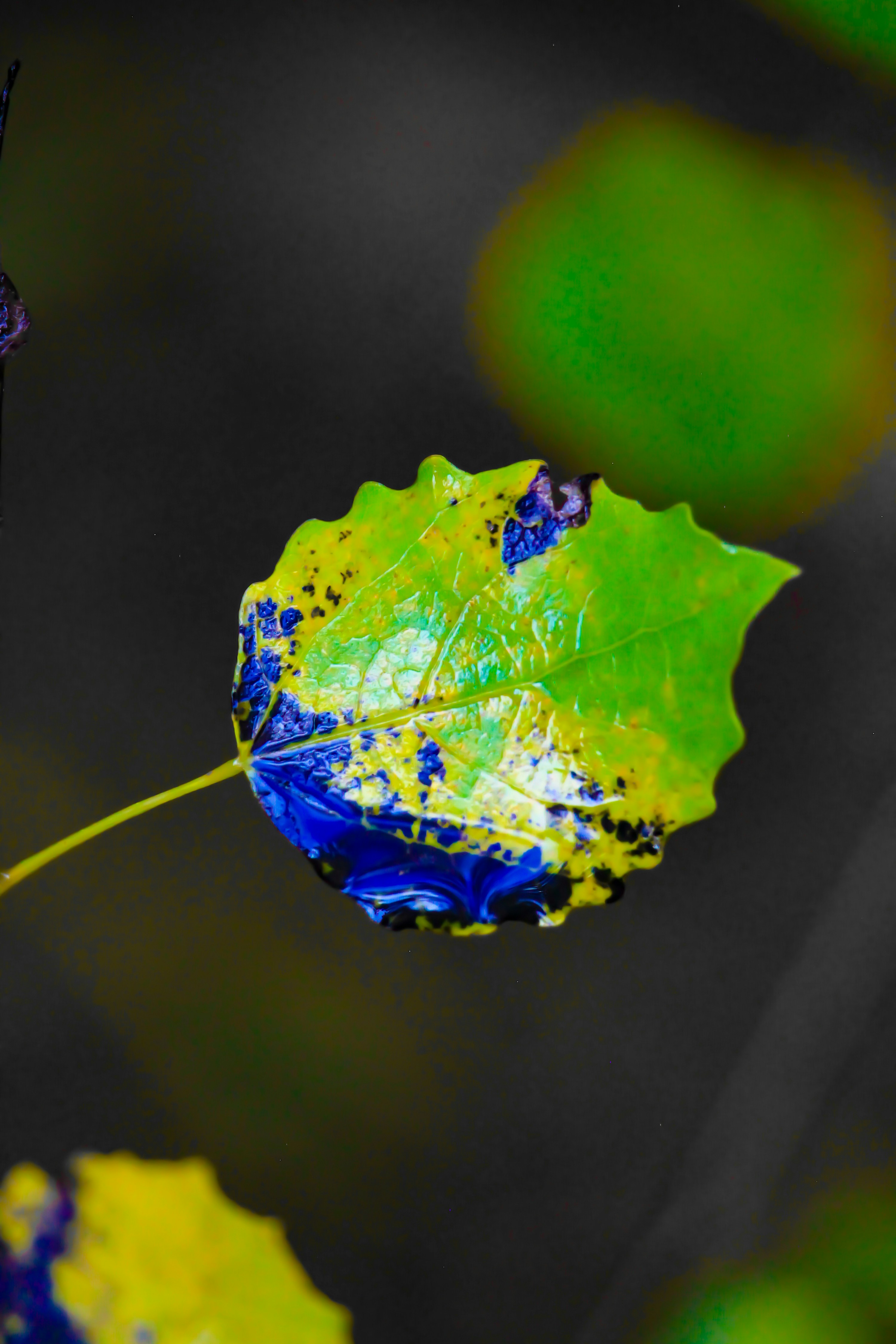 Bright Green Leaf with Blue Veins Drifting in Soft Dark
