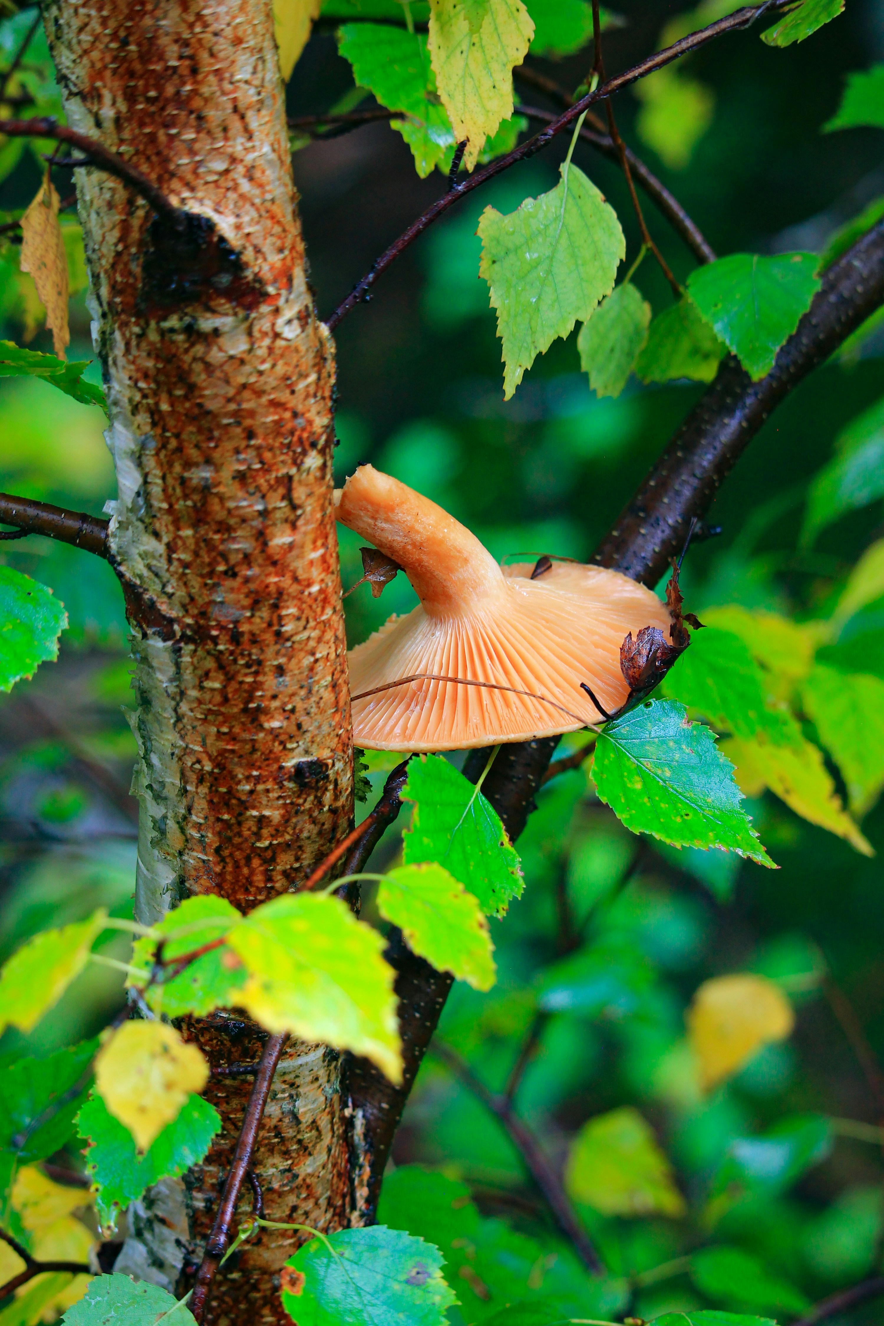 Orange Cap, Green Canopy: A Quiet Forest Close-Up