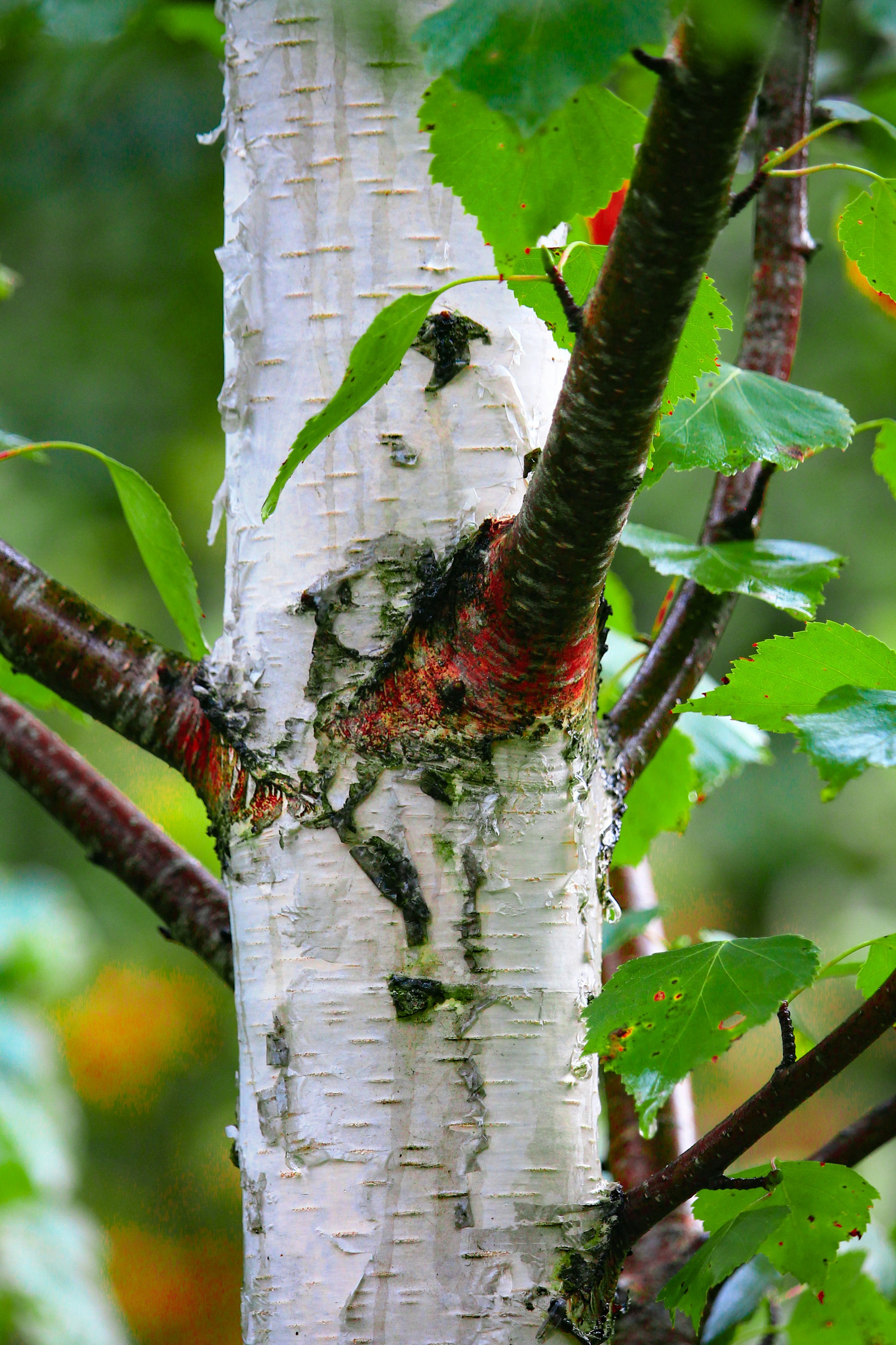 a bird on a tree