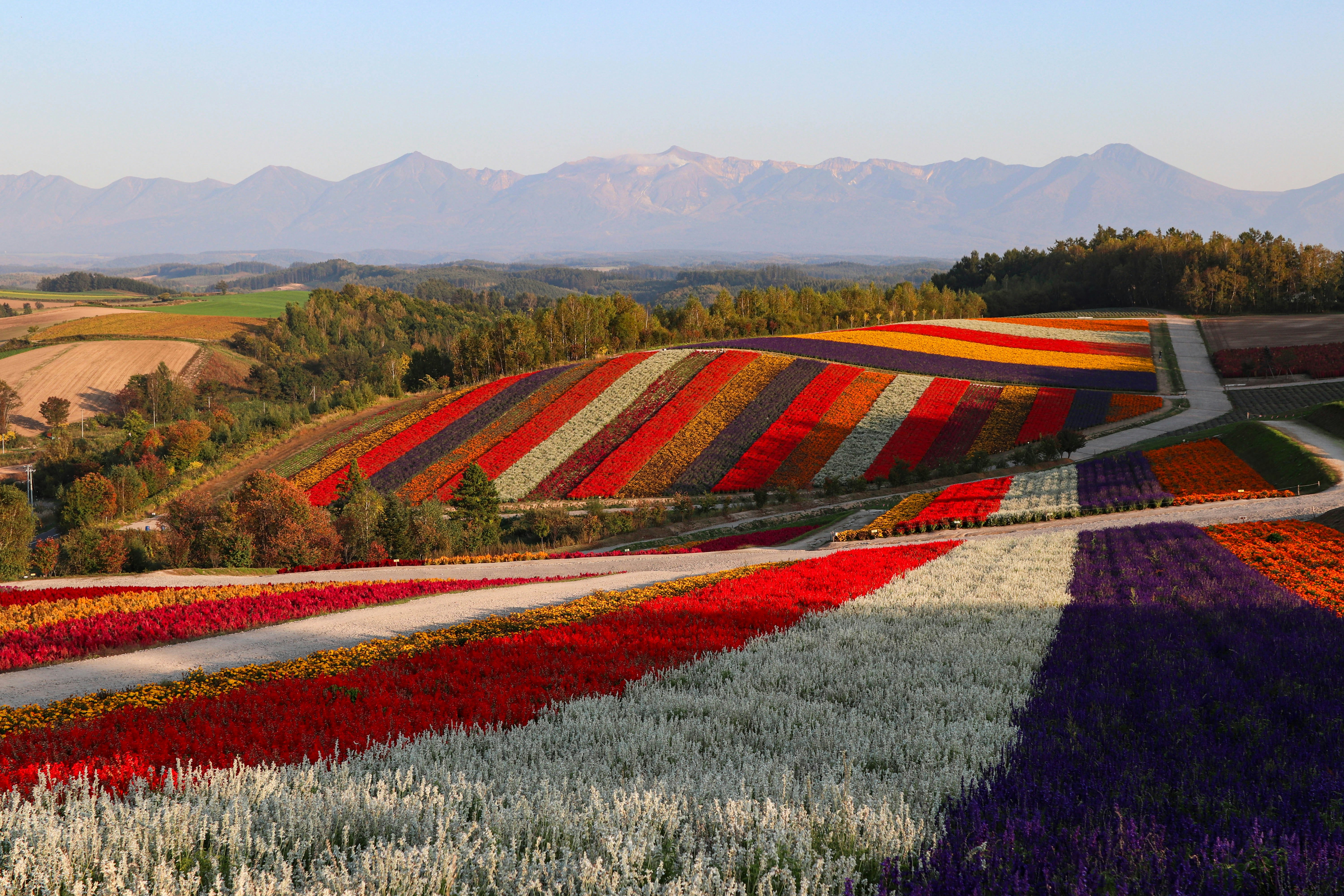 a field of flowers