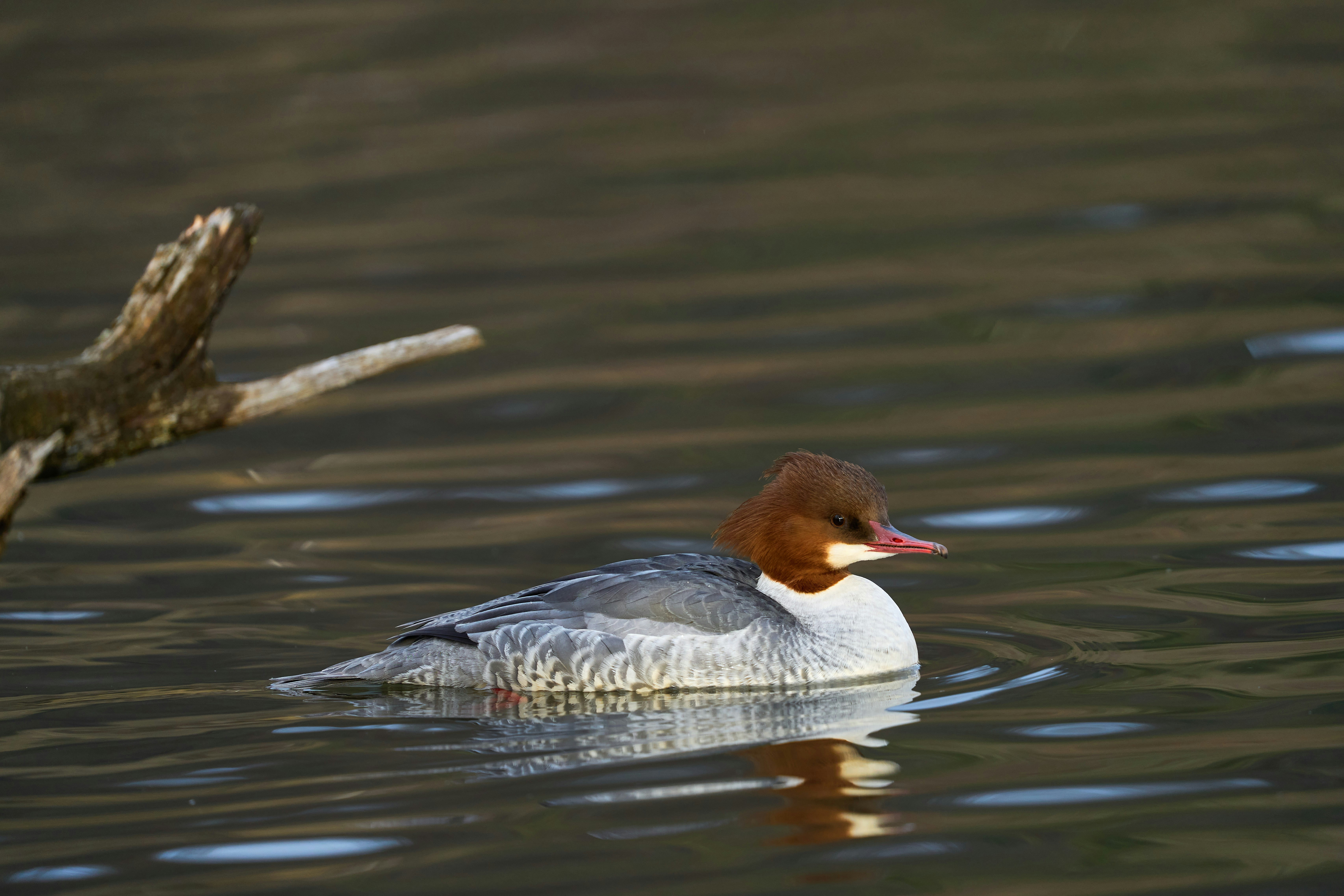 A bird swimming in water photo – Free Grey Image on Unsplash