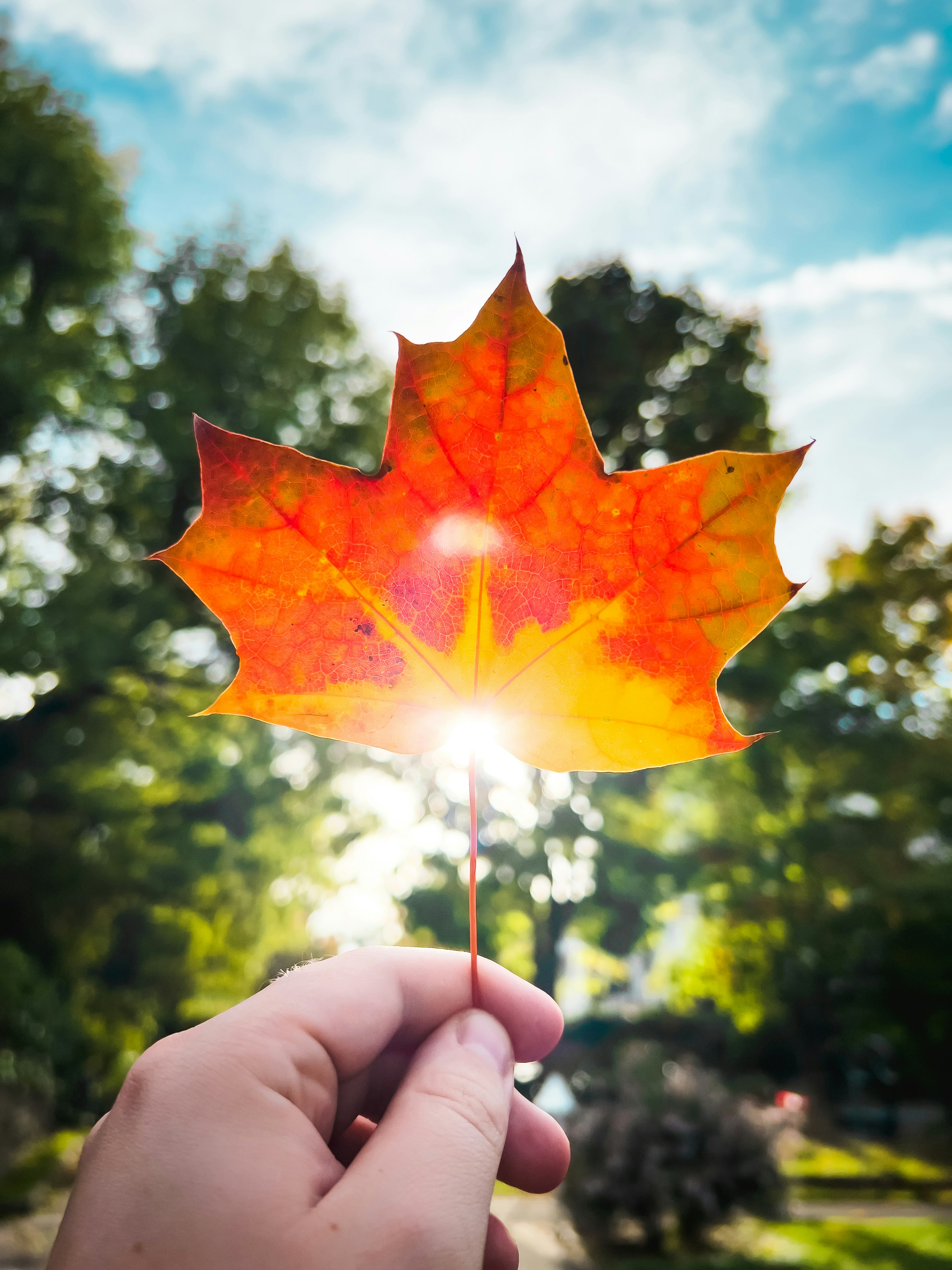 Sunburst Maple Leaf: Handheld Autumn Fire Against a Blue Sky