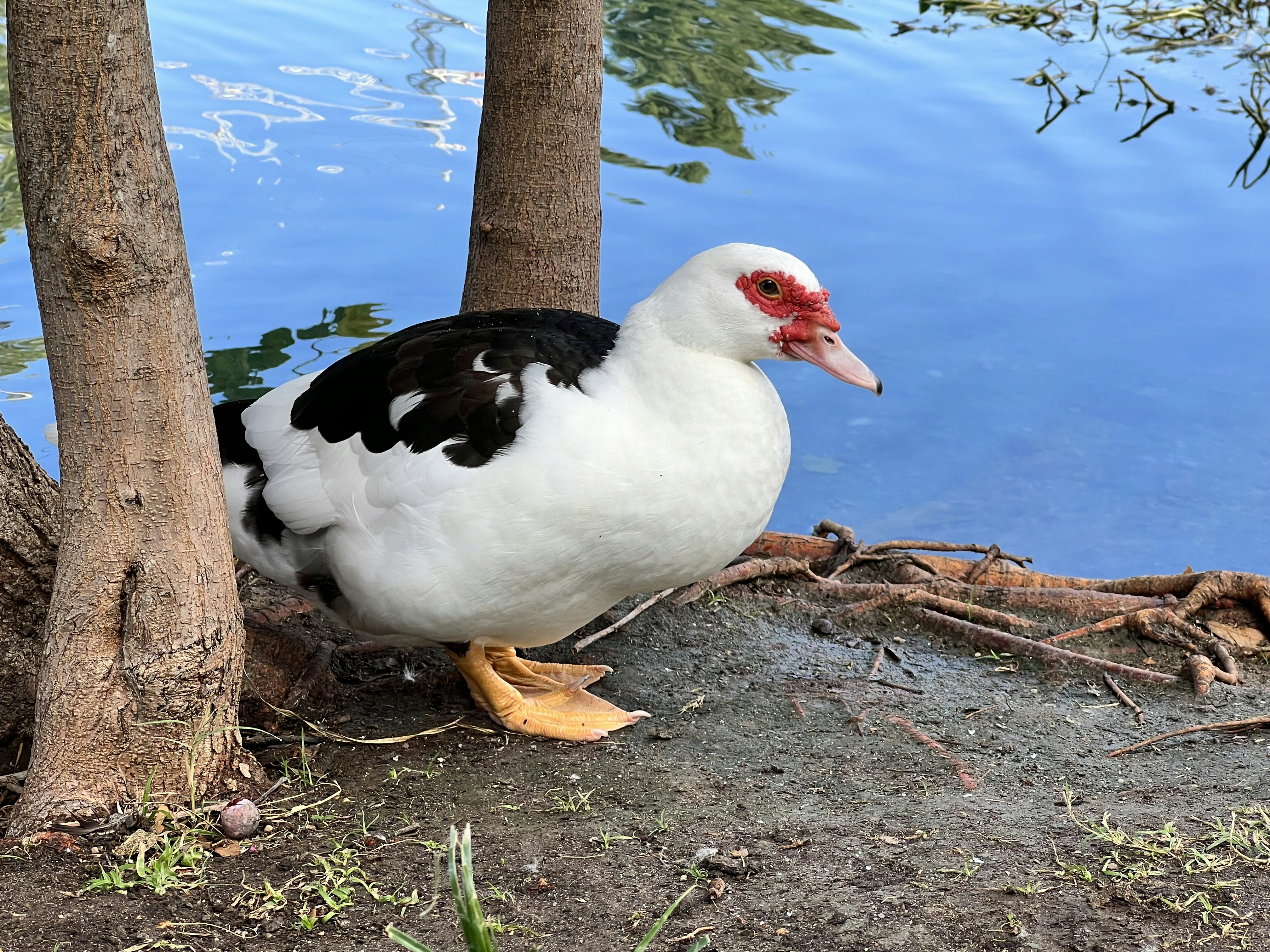 Fat Duck