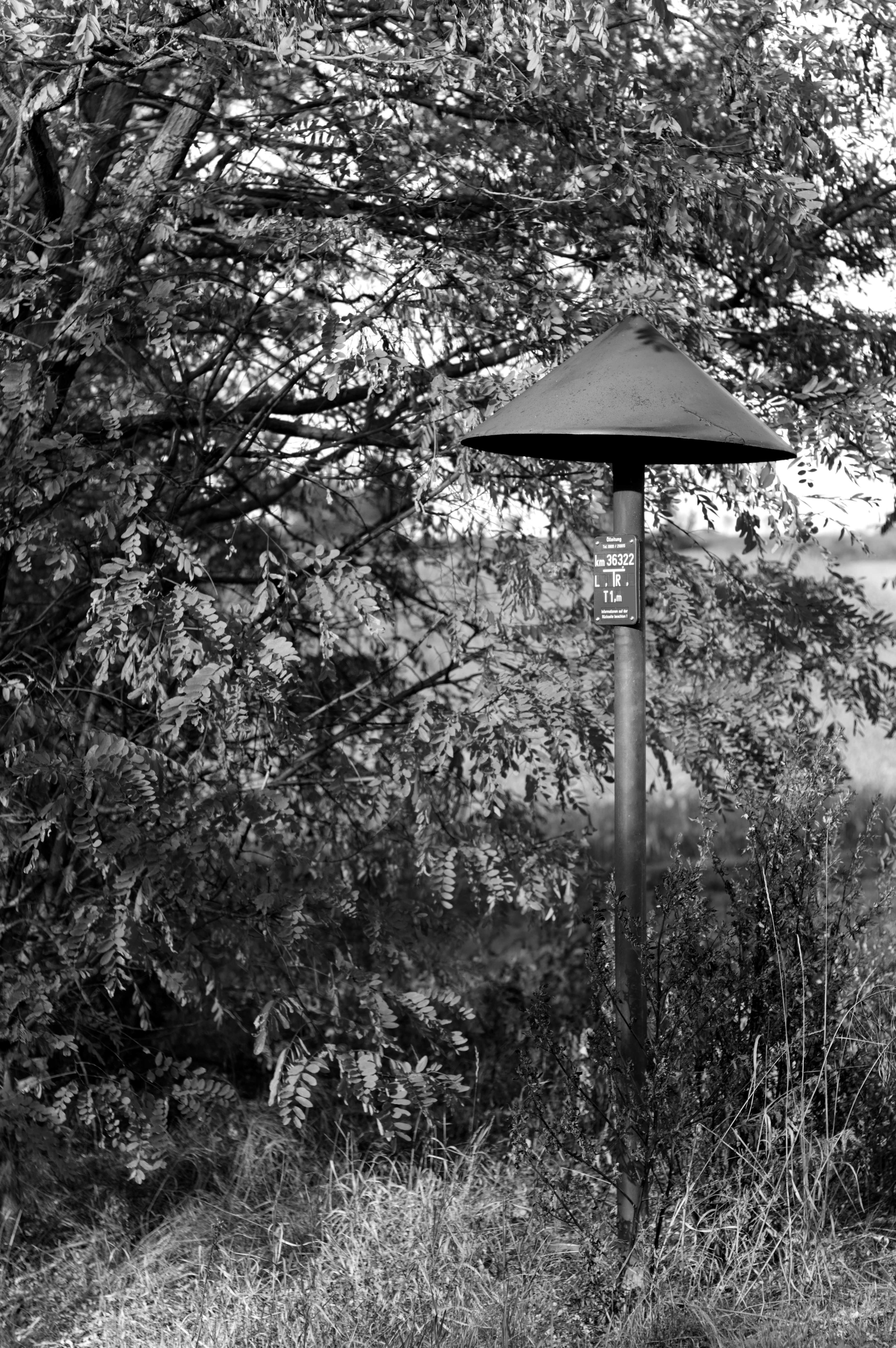 Overgrown beacon: a lone signpost amid tangled branches