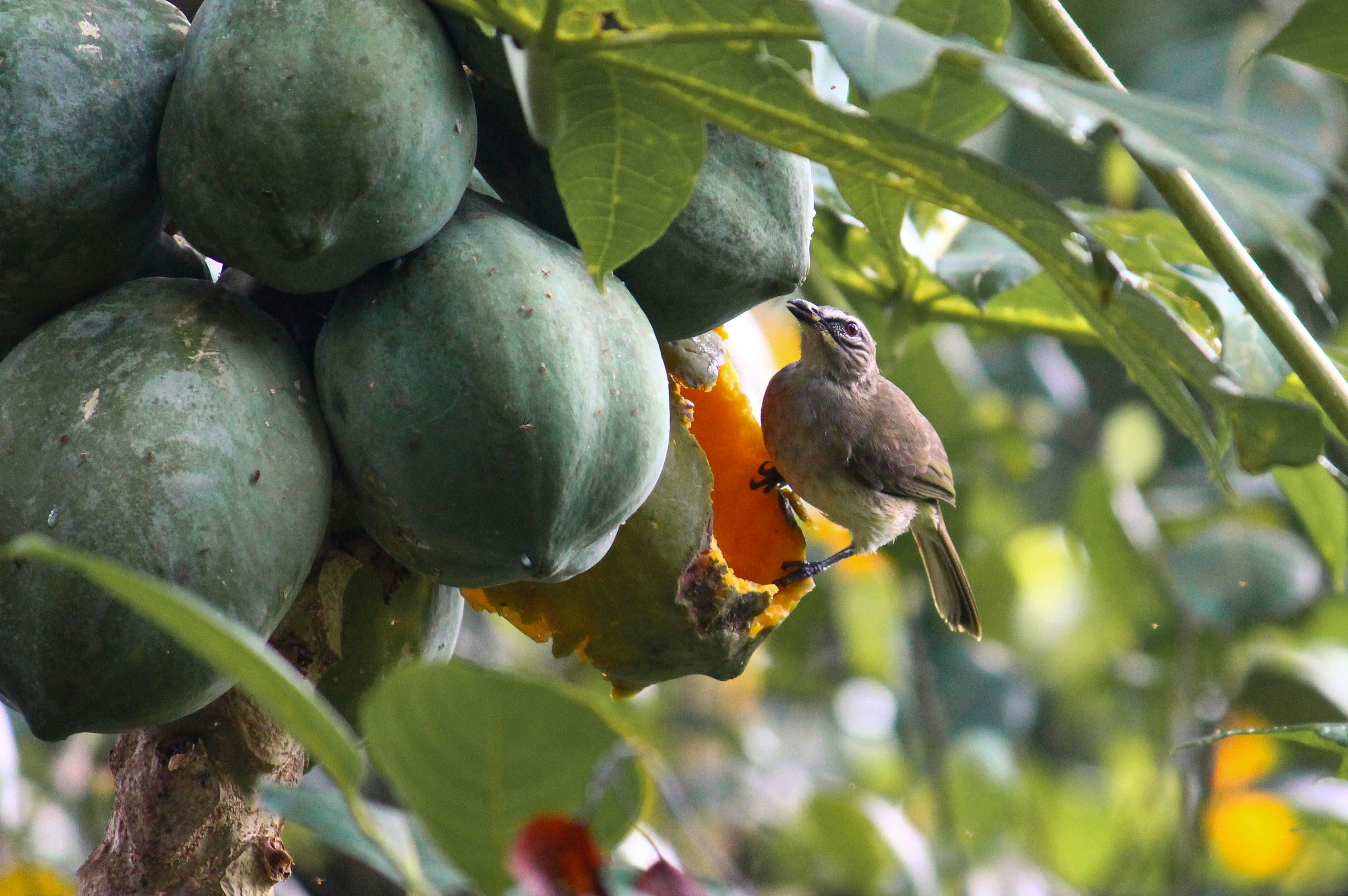 A white browed bulbul always prefers papaya fruits