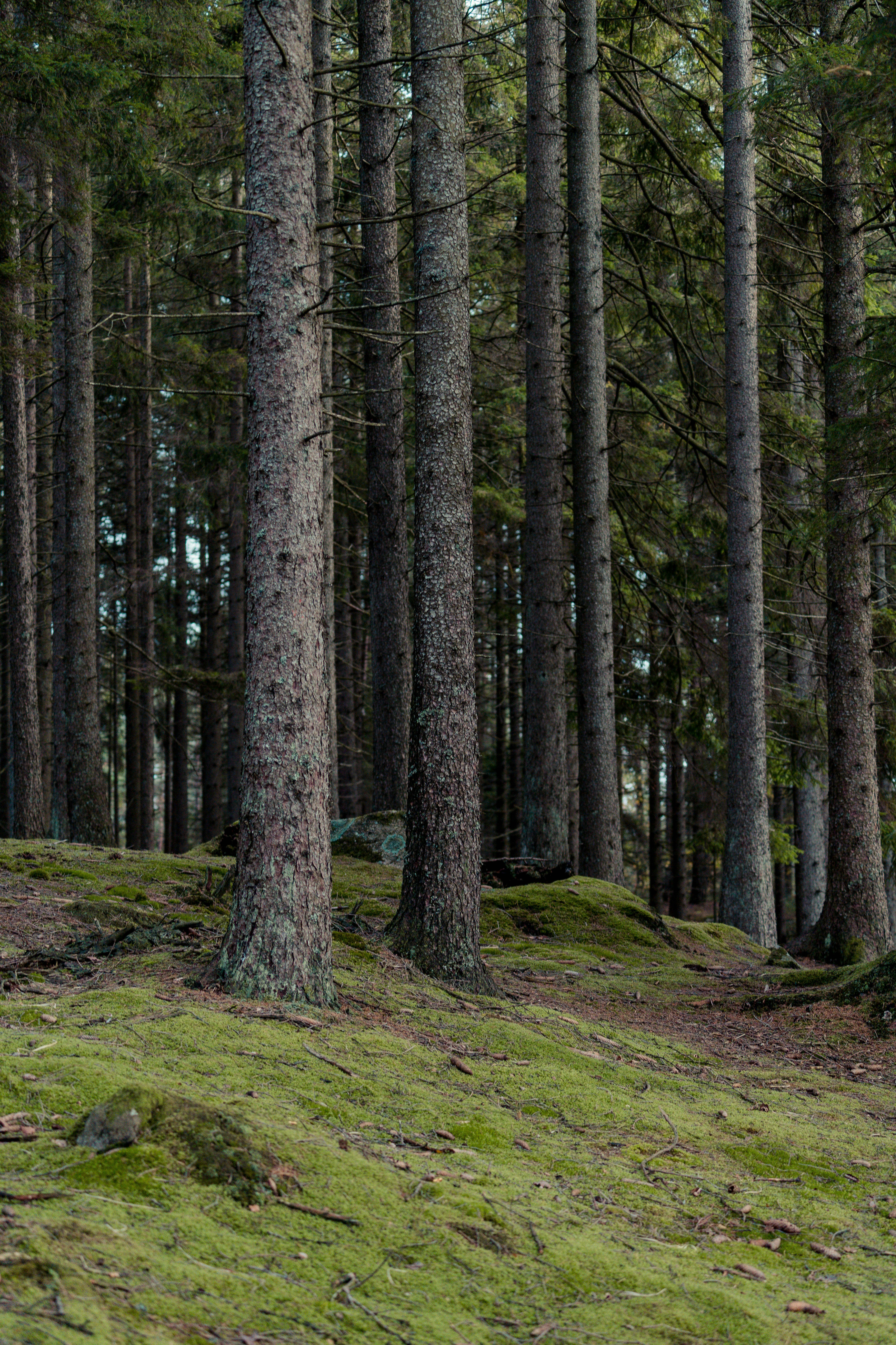Une forêt d’arbres photo – Photo La Suède Gratuite sur Unsplash