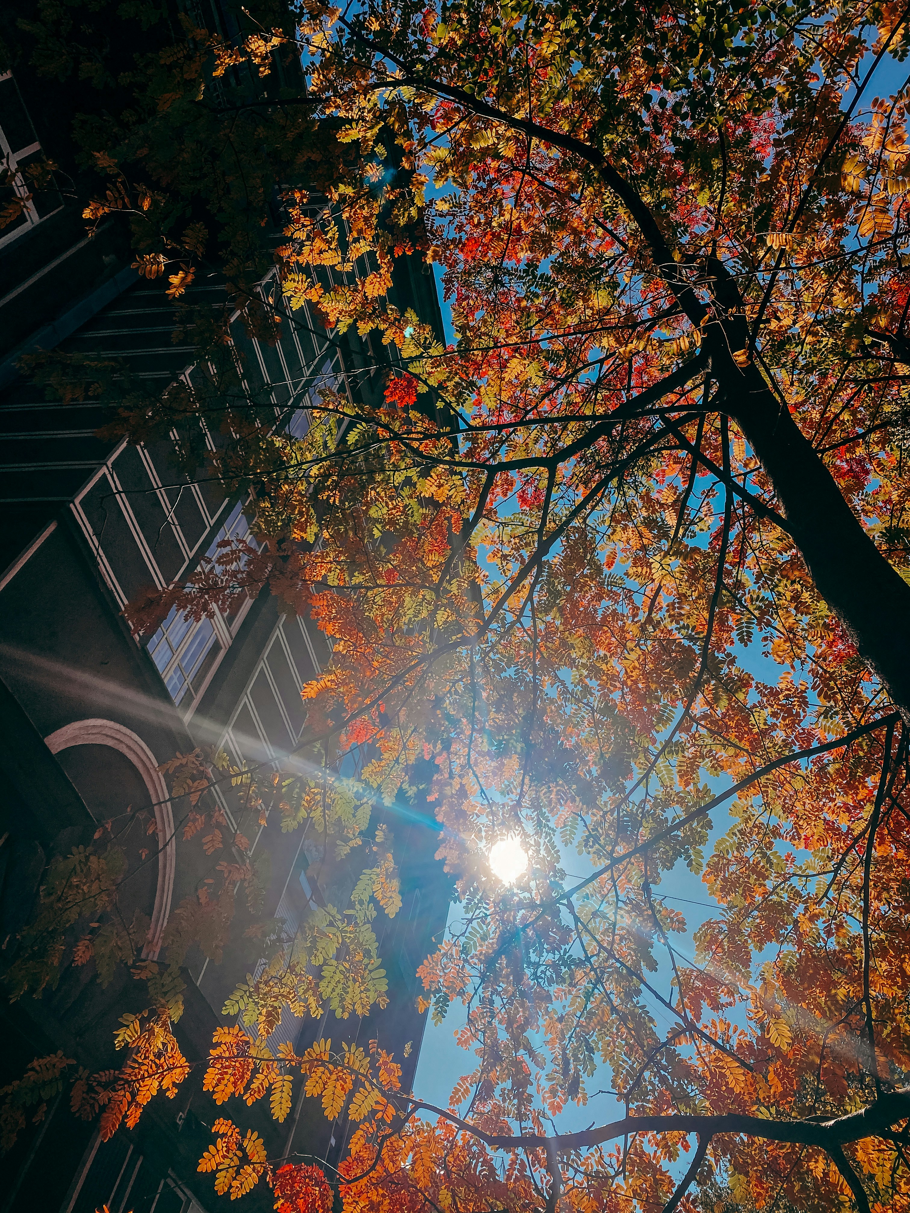 Sunburst Through a Crimson Canopy Over a Brick Facade