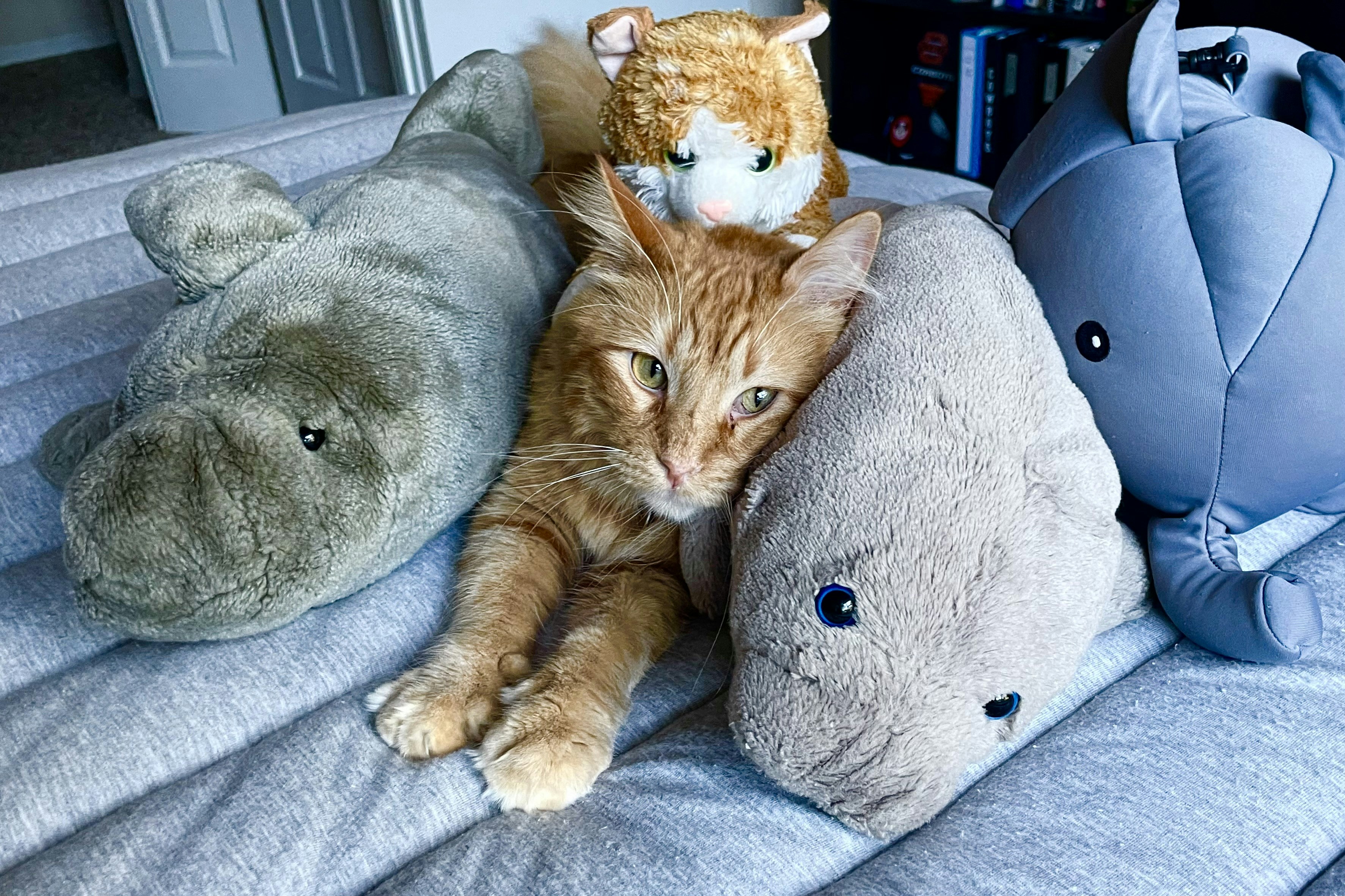 Catnap with Companions: A Cozy Moment on the Soft Blue Sofa