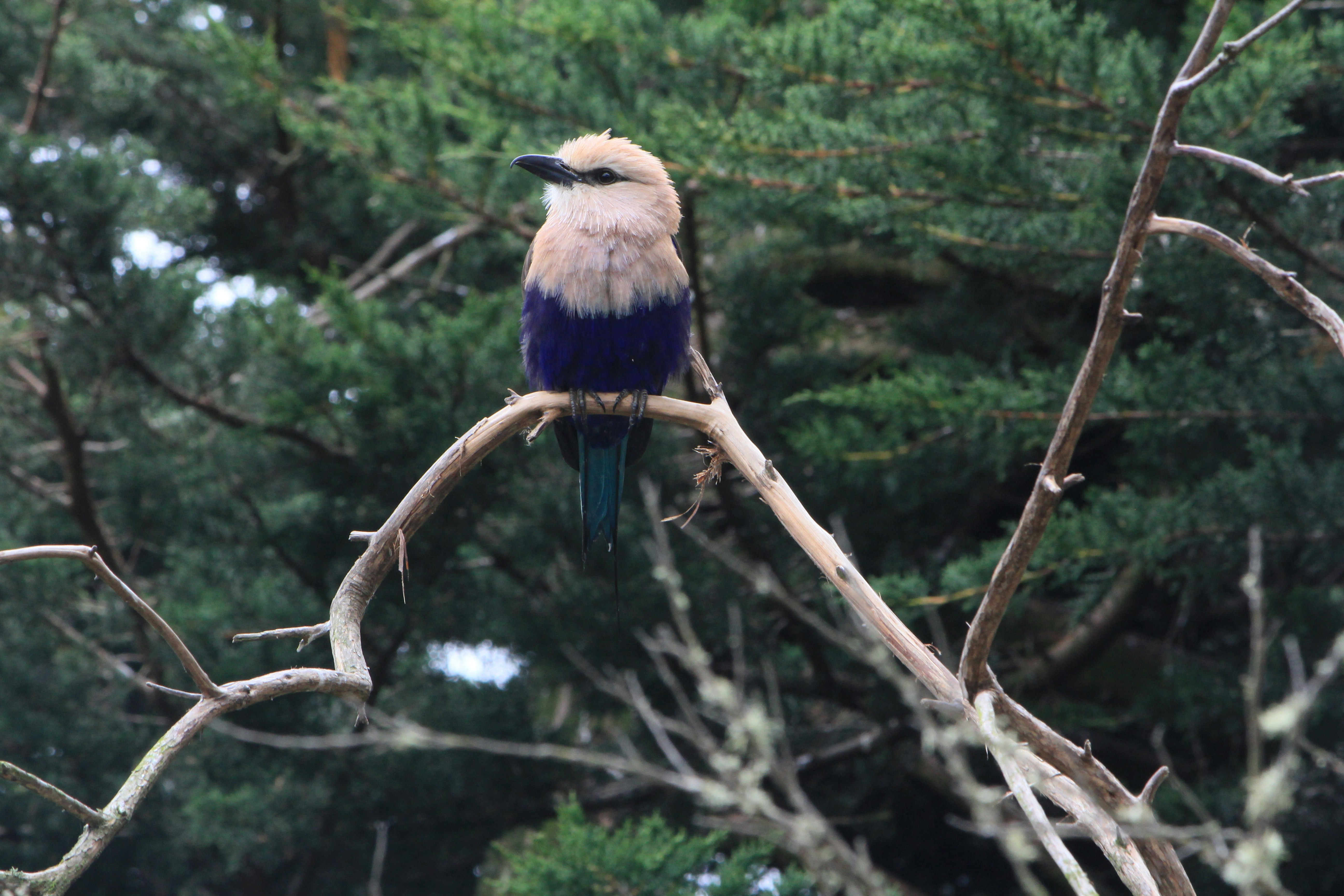 Serene Perch: The Colorful Guardian of the Canopy