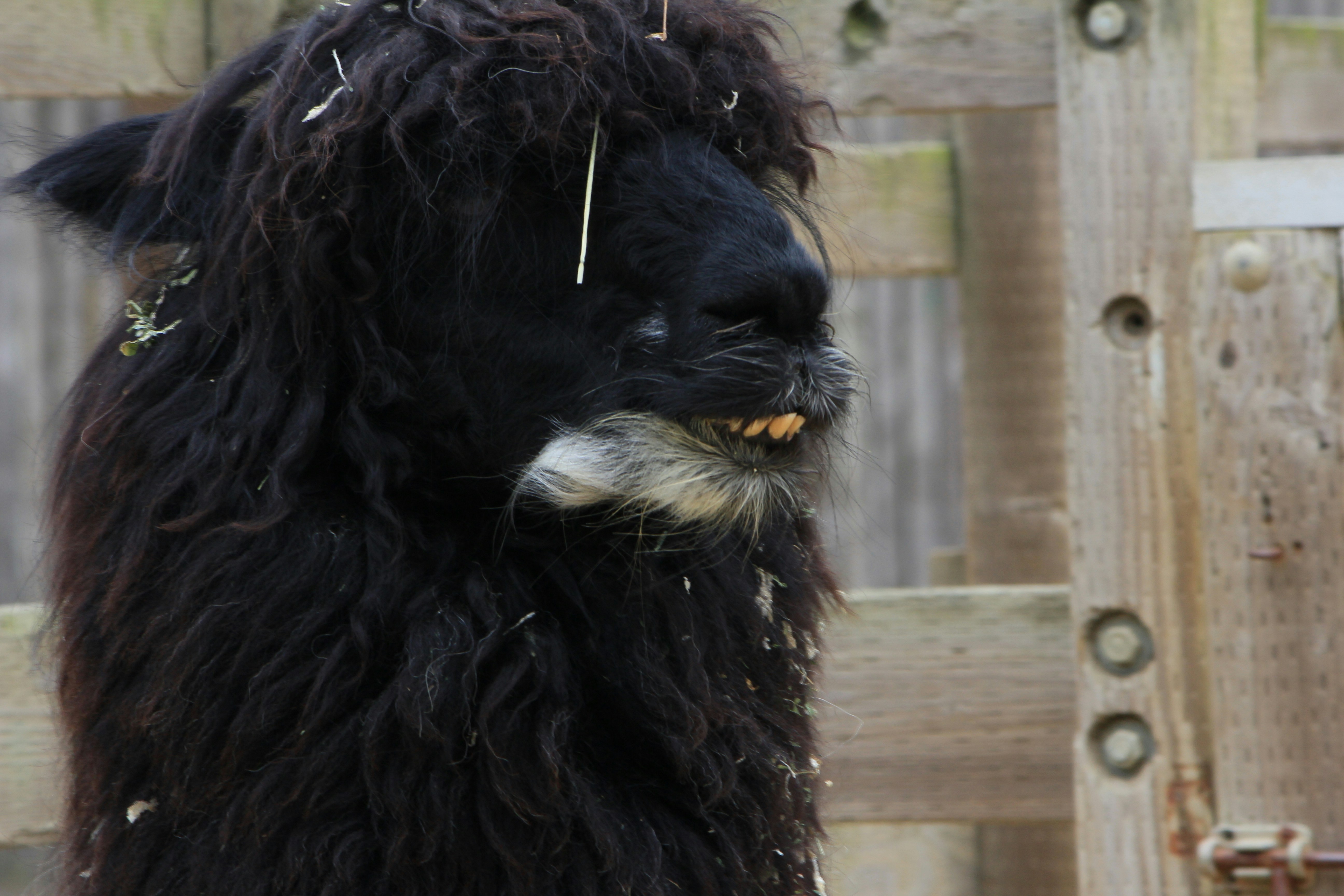 Charcoal Velvet: A Black Alpaca Framed by Weathered Fencing
