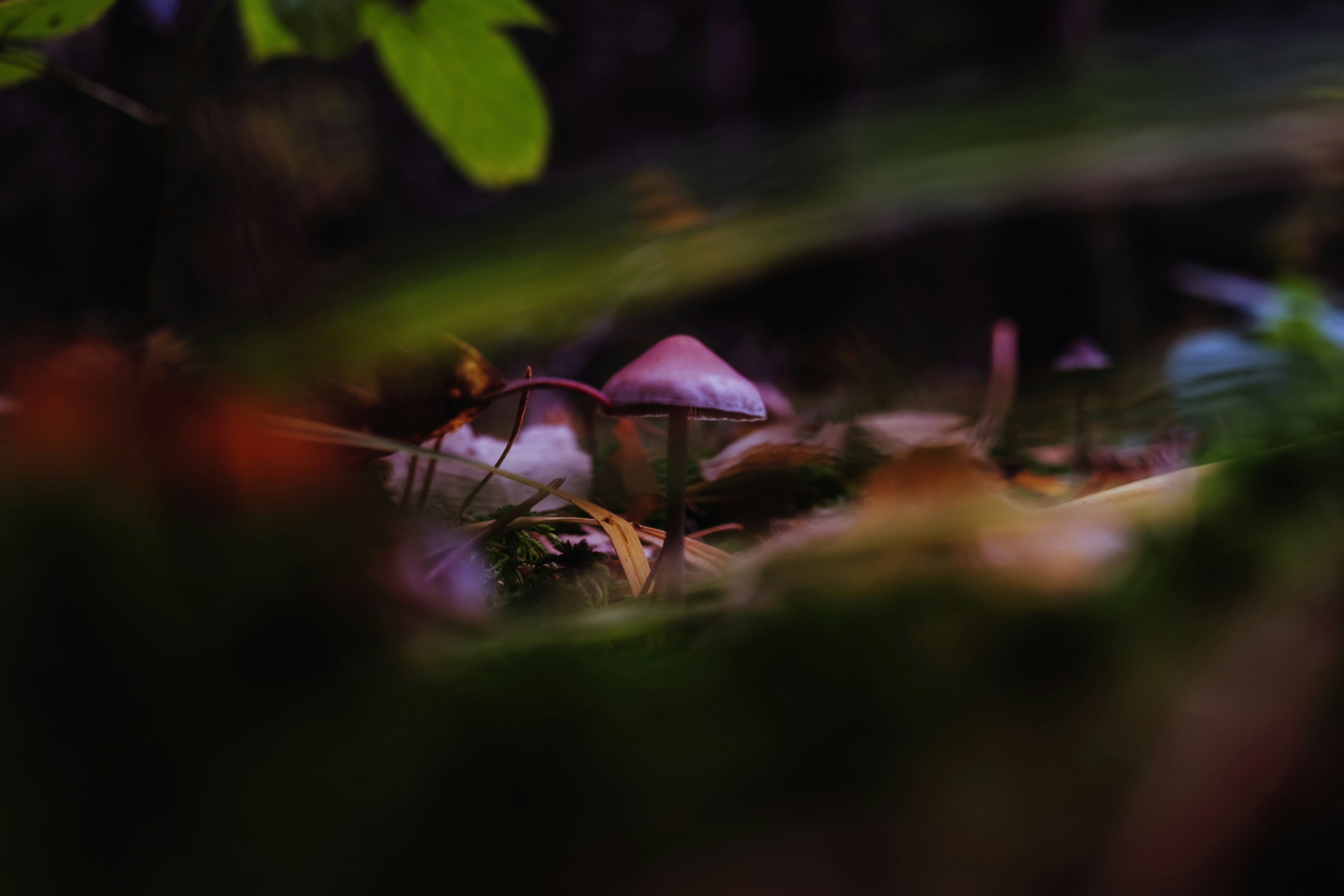 a group of purple flowers
