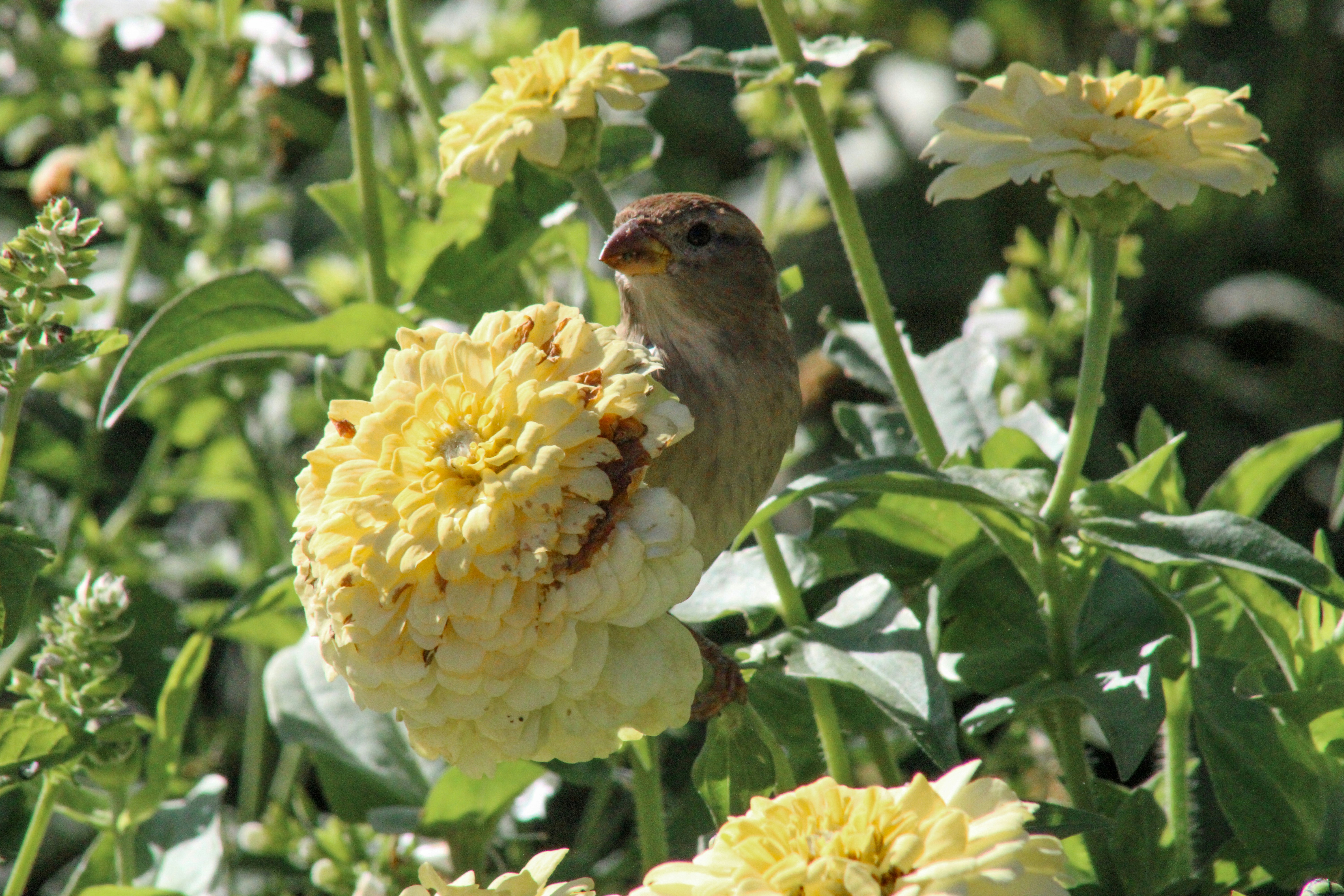 A bird on a flower photo – Free Bird Image on Unsplash