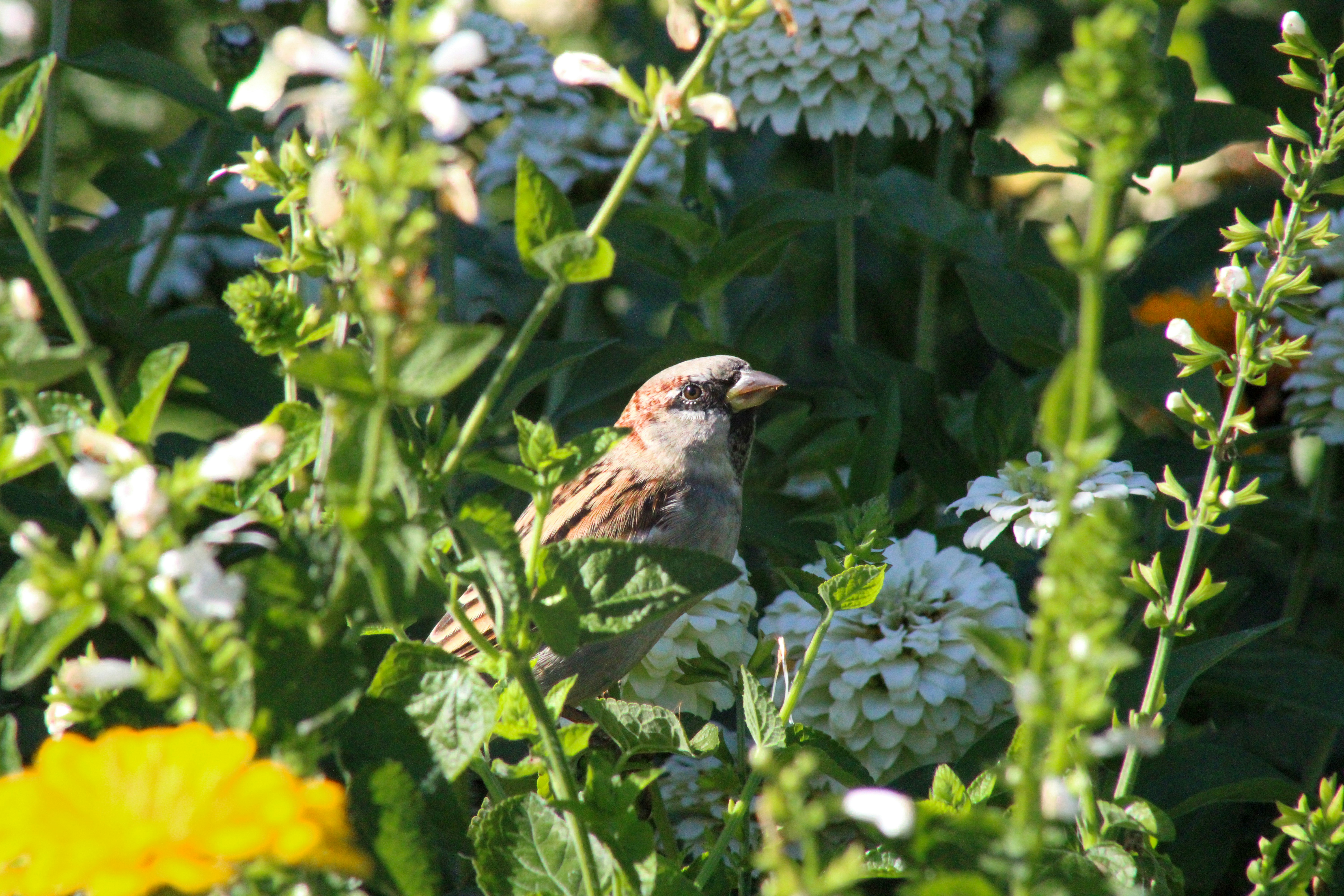 A Patient Eyebrow of a Finch Amid Garden Ferns