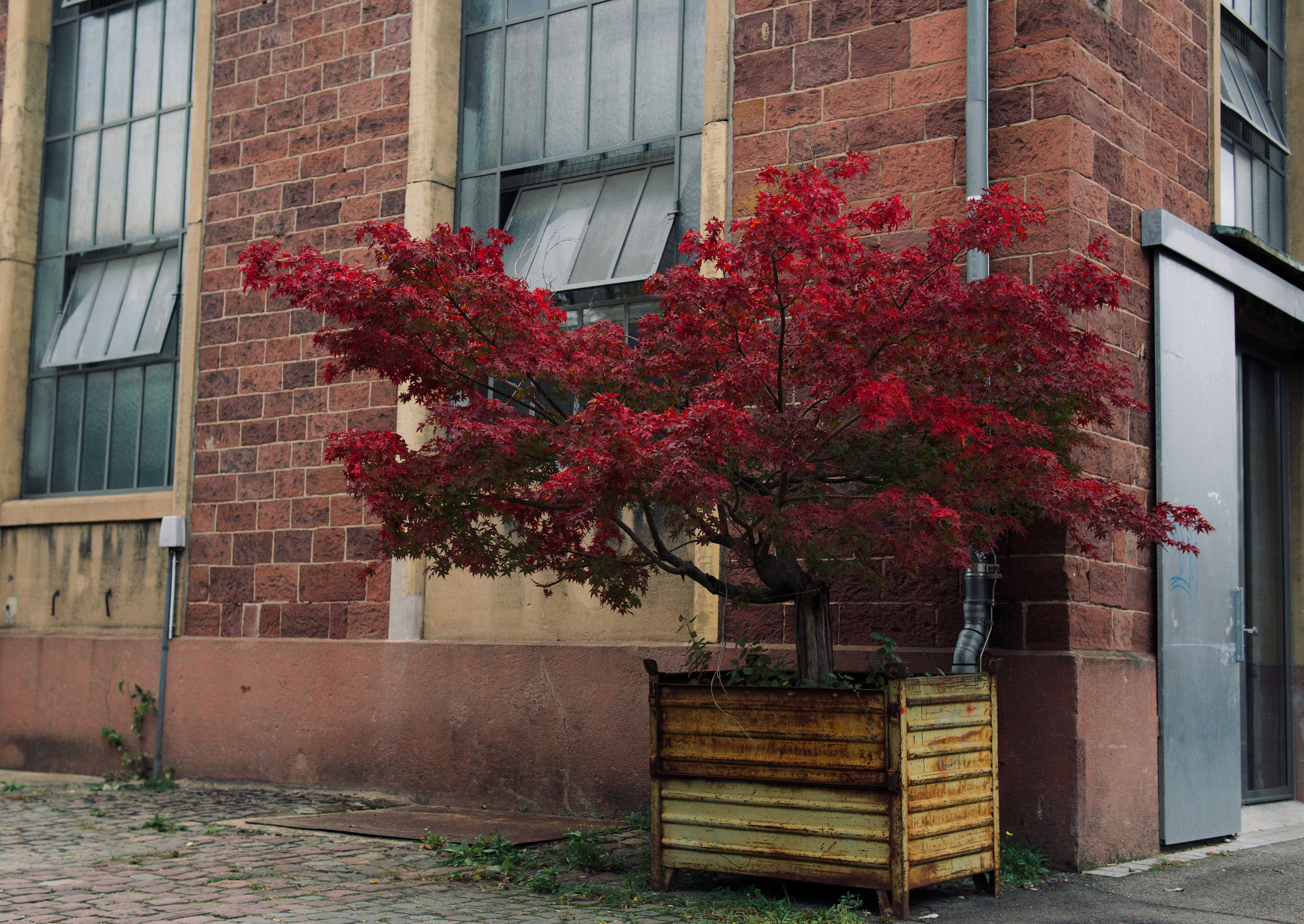 Un arbre aux feuilles rouges photo – Image gratuite de Buisson rouge ...