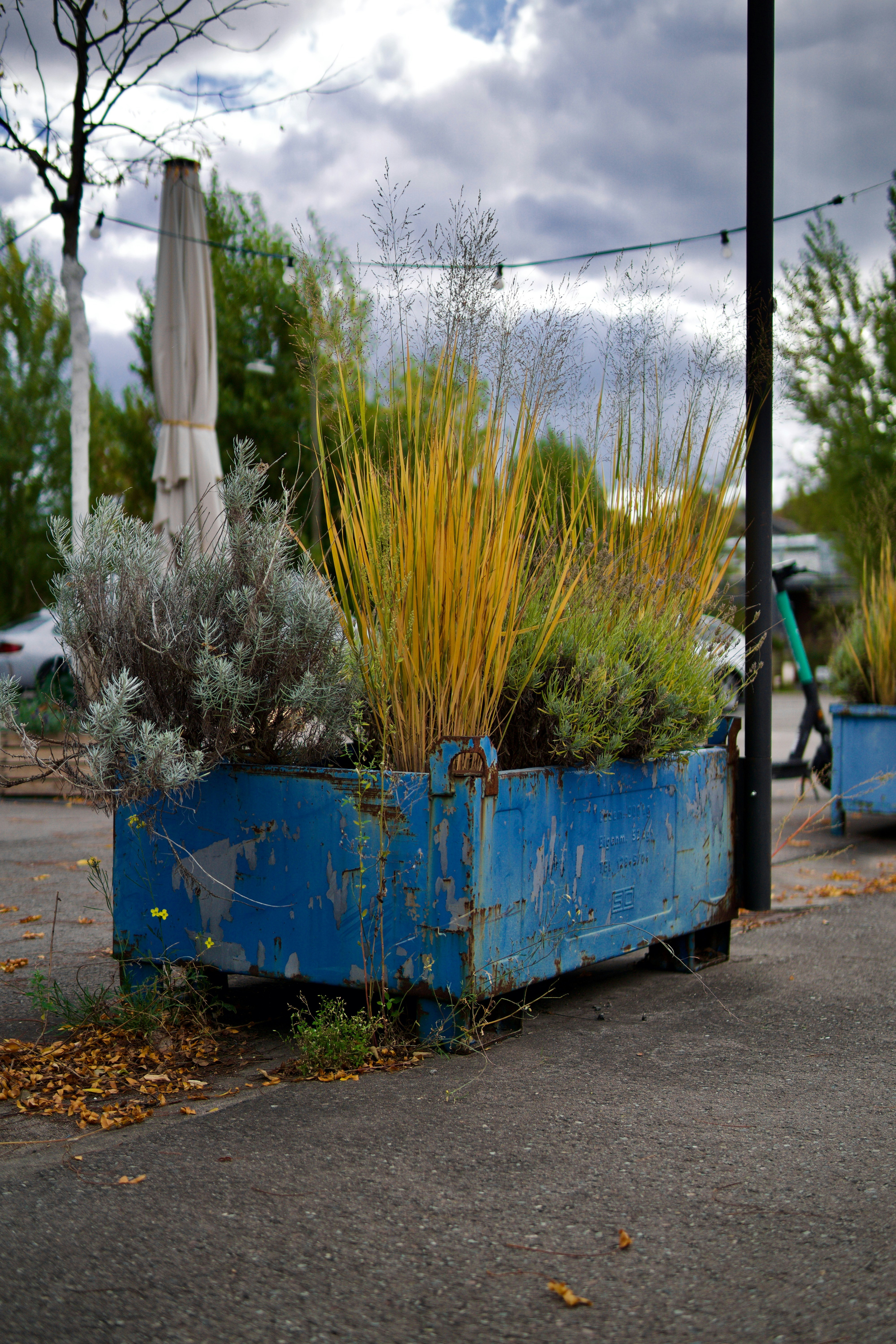 Blue planter of seasonal grasses in an urban outdoor setting