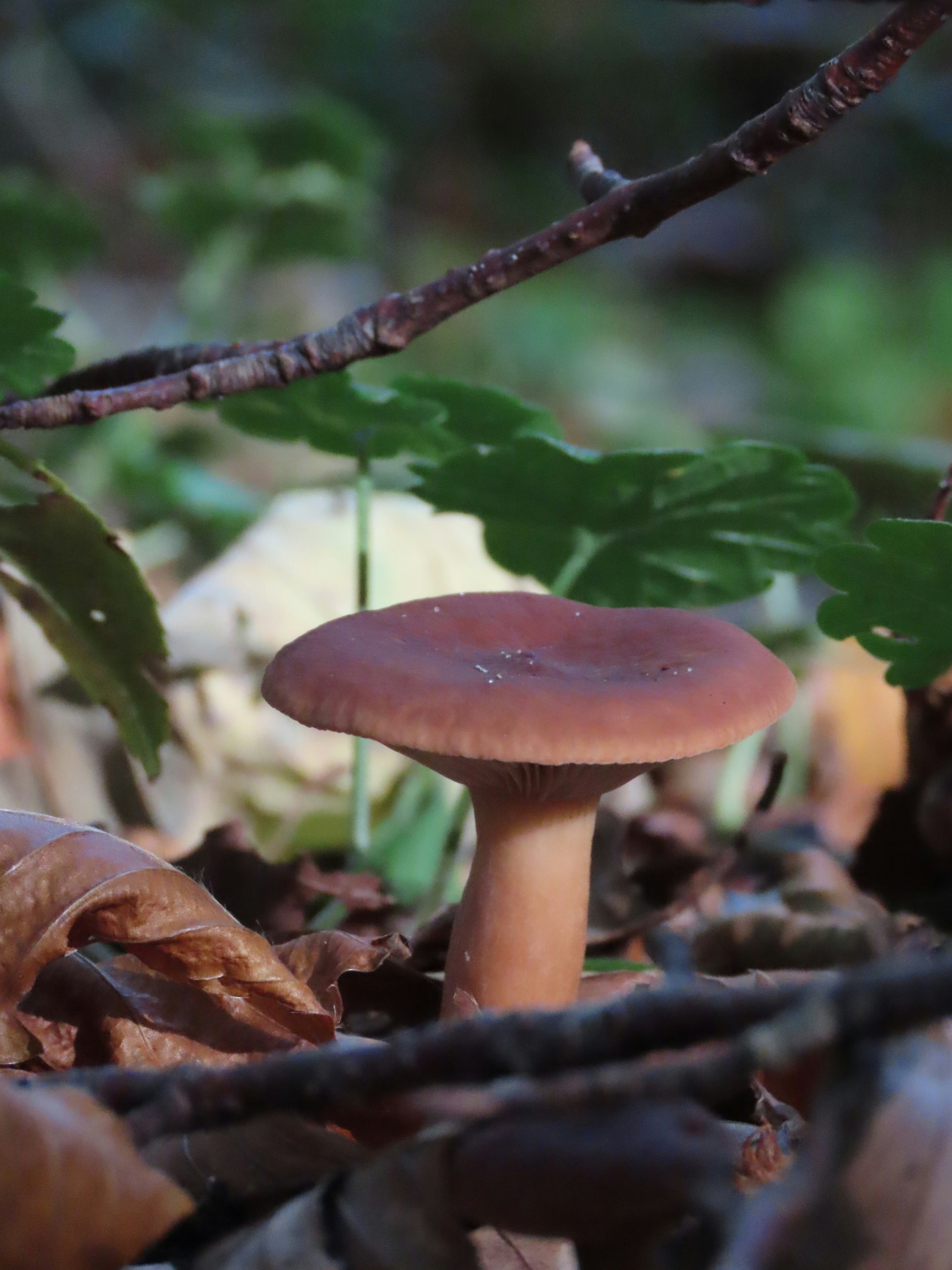 Toadstool Sentinel: A Solo Mushroom Among Fallen Leaves