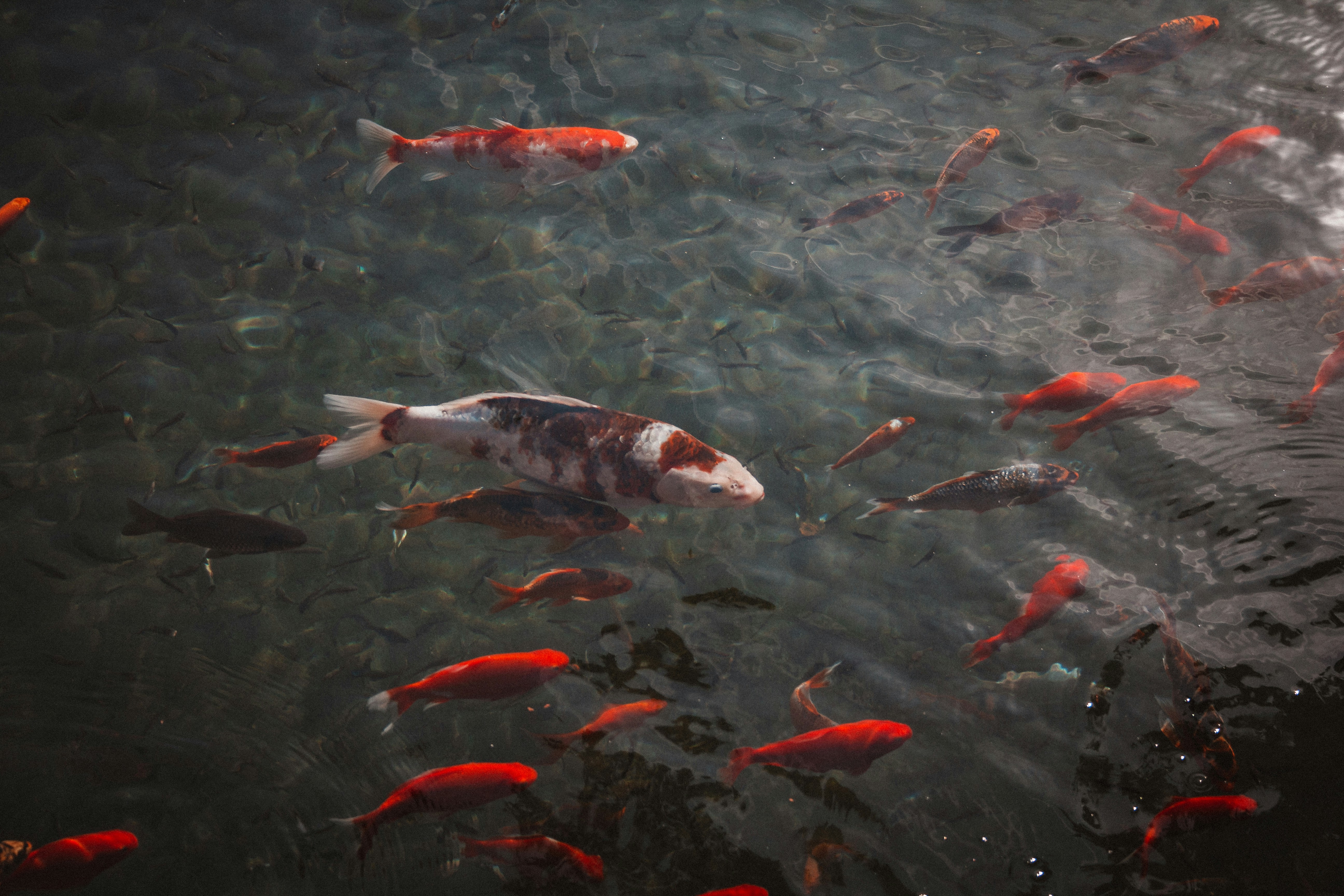White Koi Leads a Crimson Choir Across a Quiet Pond