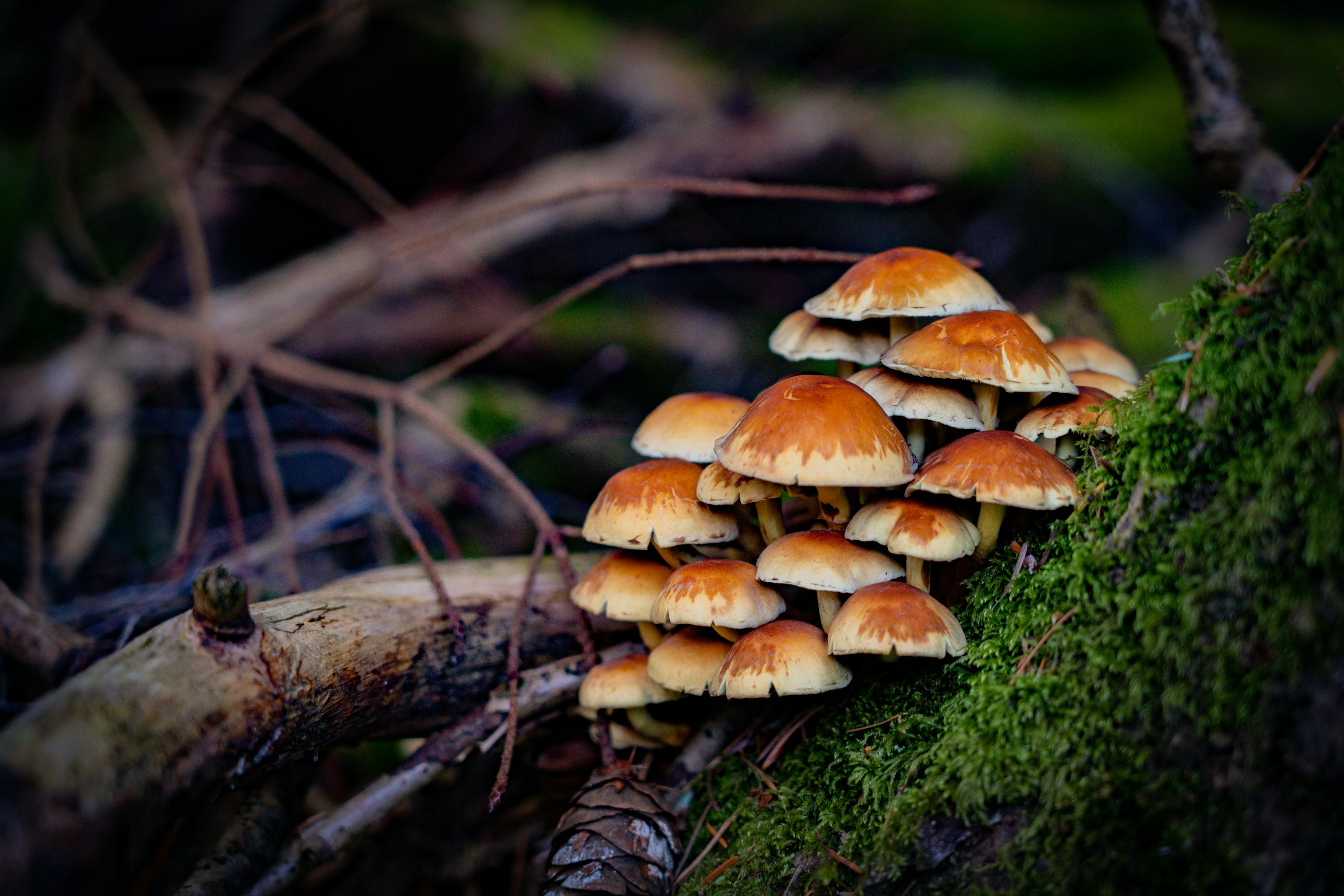 A cluster of funghi on the forest floor. | a group of mushrooms growing on a tree branch