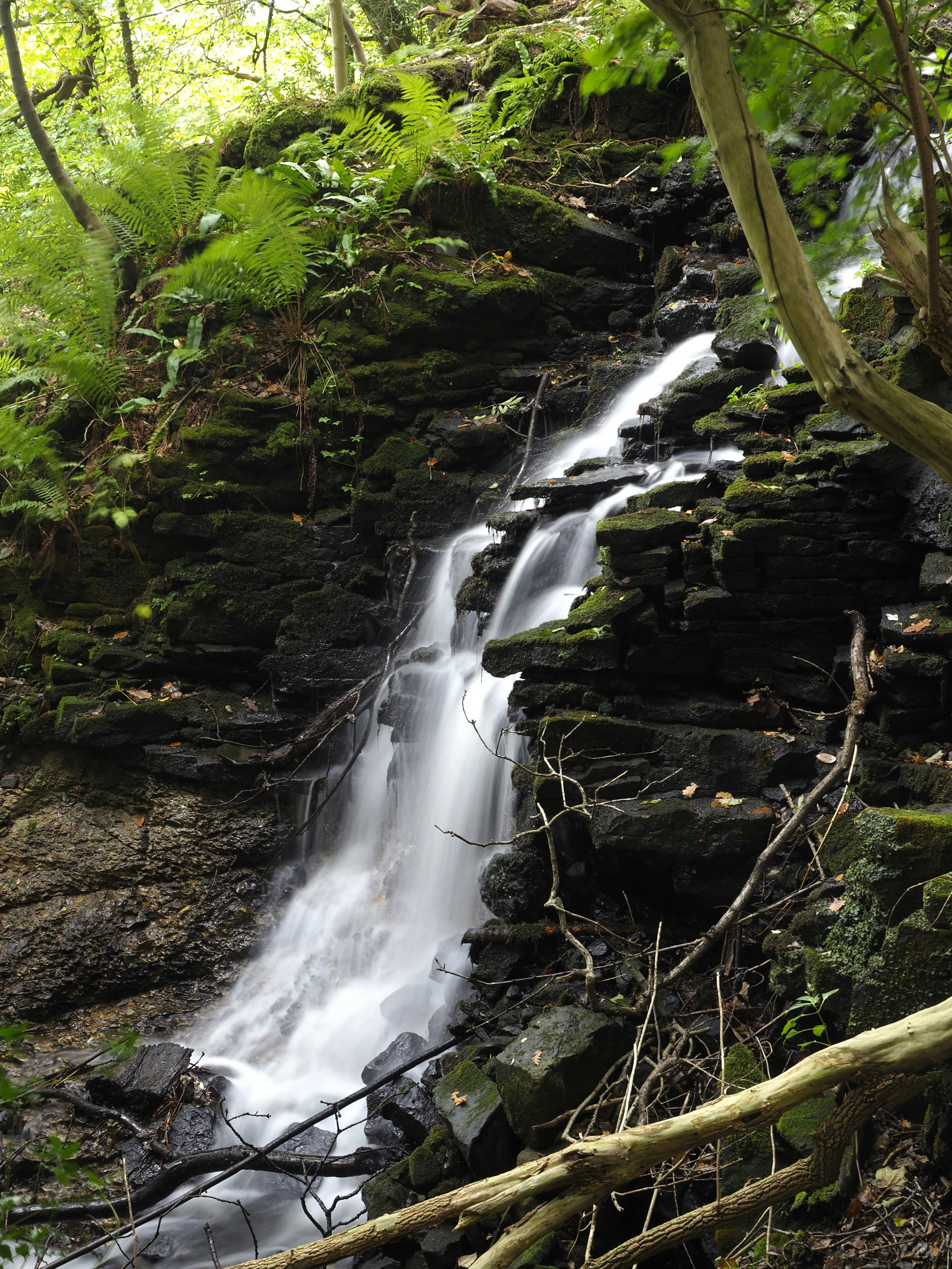 Gentle waterfall flowing over moss-covered rocks, surrounded by lush greenery and ferns. The scene evokes a serene woodland ambiance.