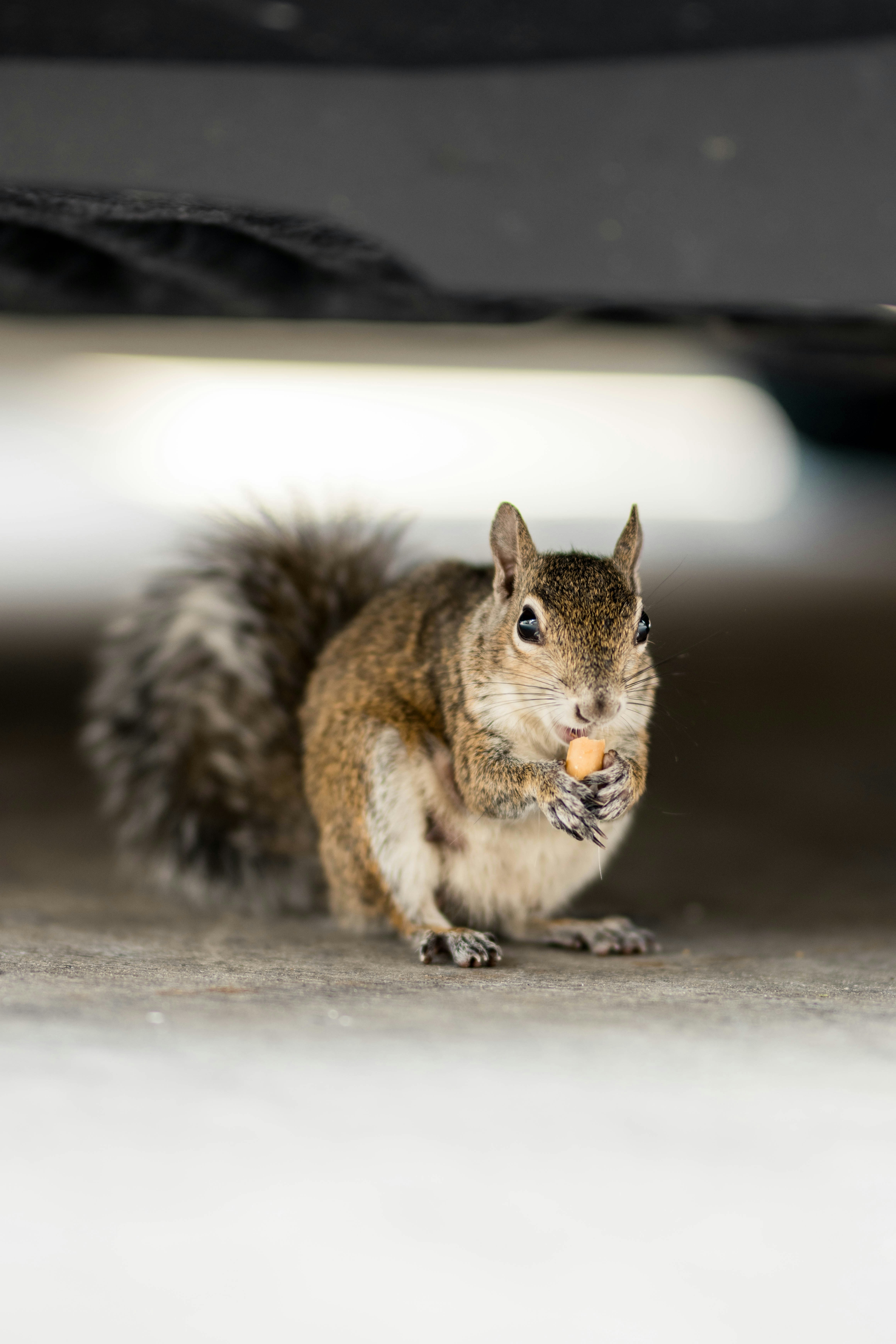 Under the Bench, a Nutritious Snack: Squirrel in Focus