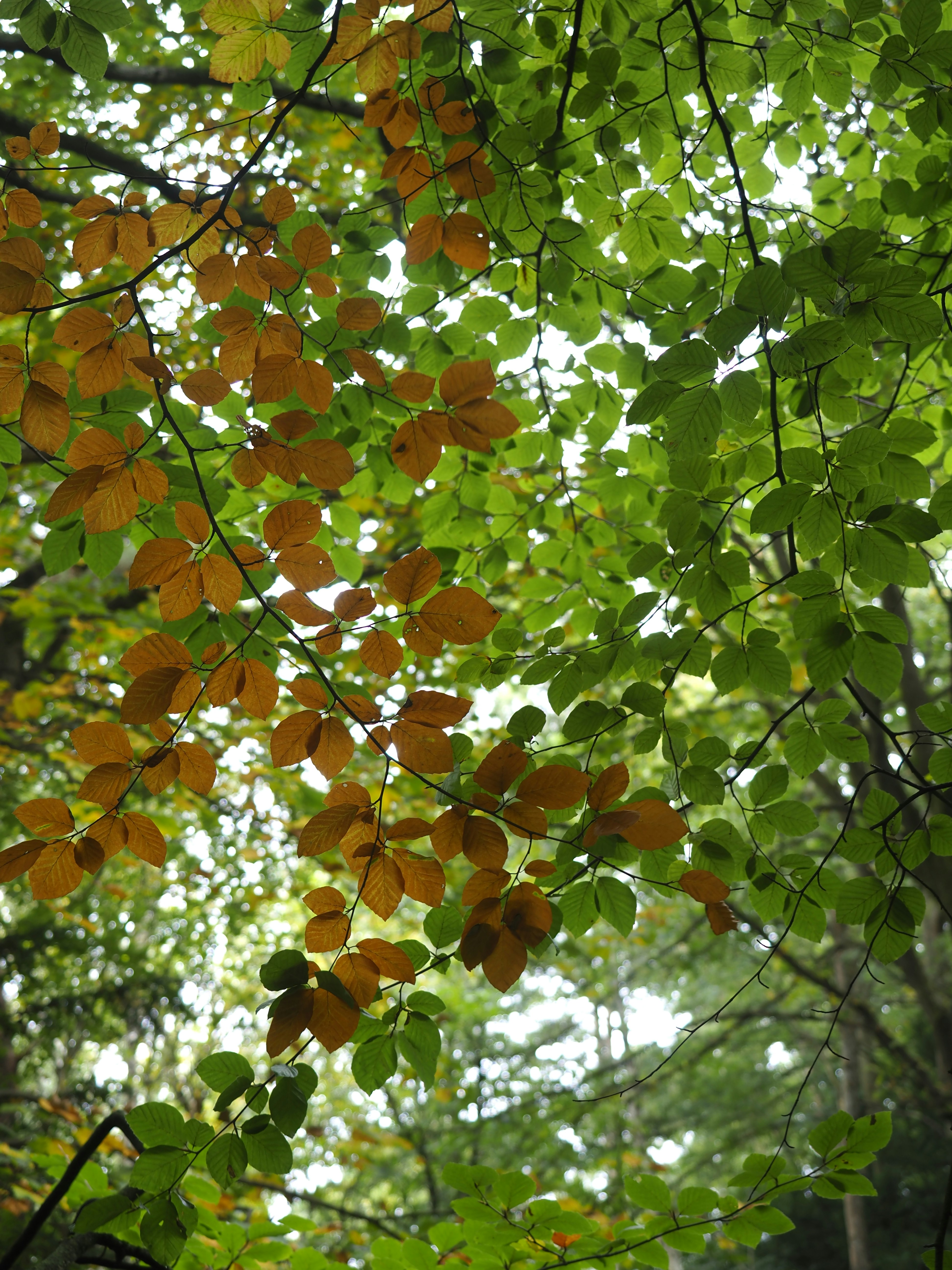 Branches adorned with a mix of vibrant green and warm orange leaves, highlighting the transition of seasons in a serene forest setting.