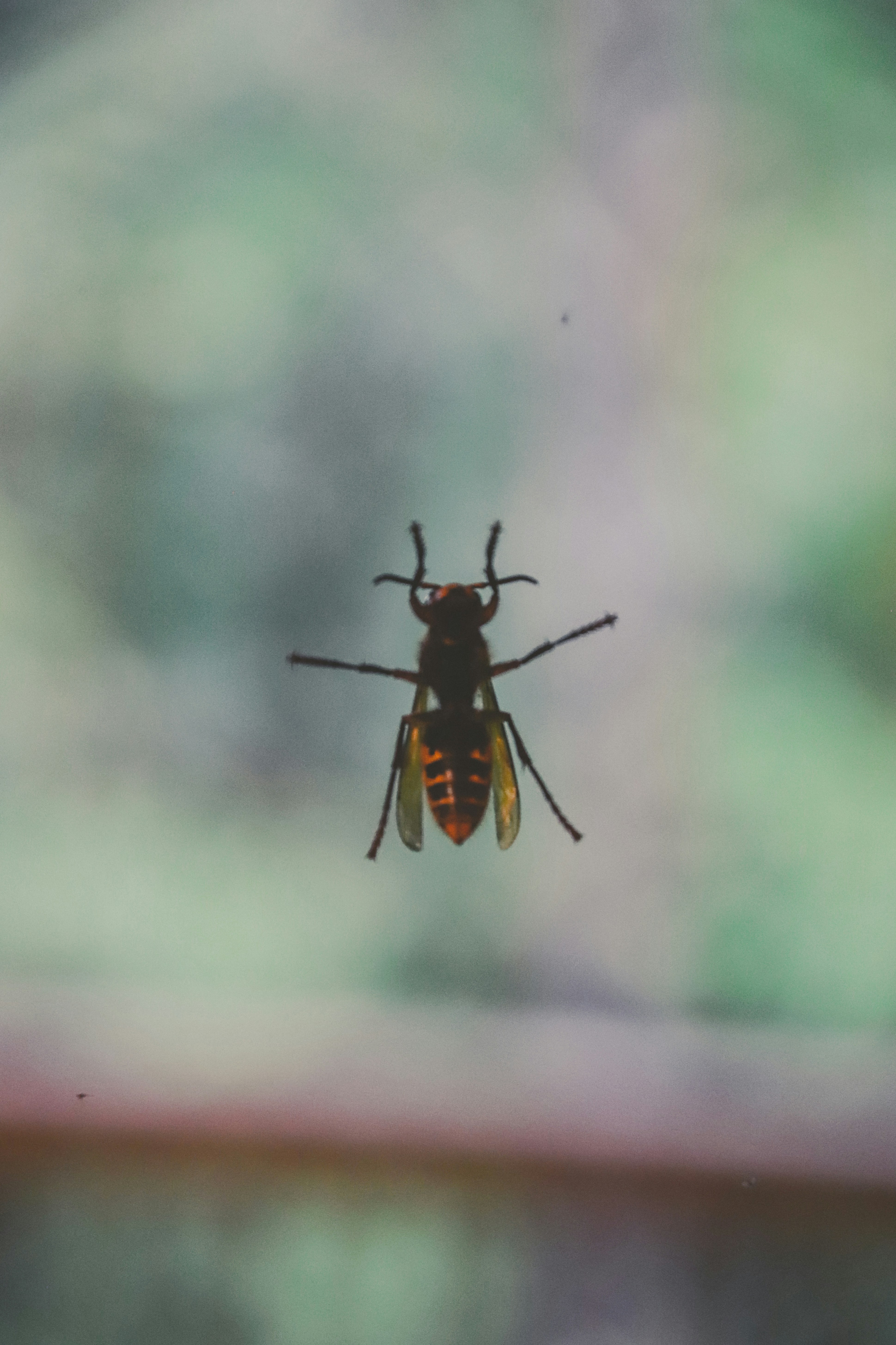 Hovering Hornet: A Delicate Moment in Soft Focus