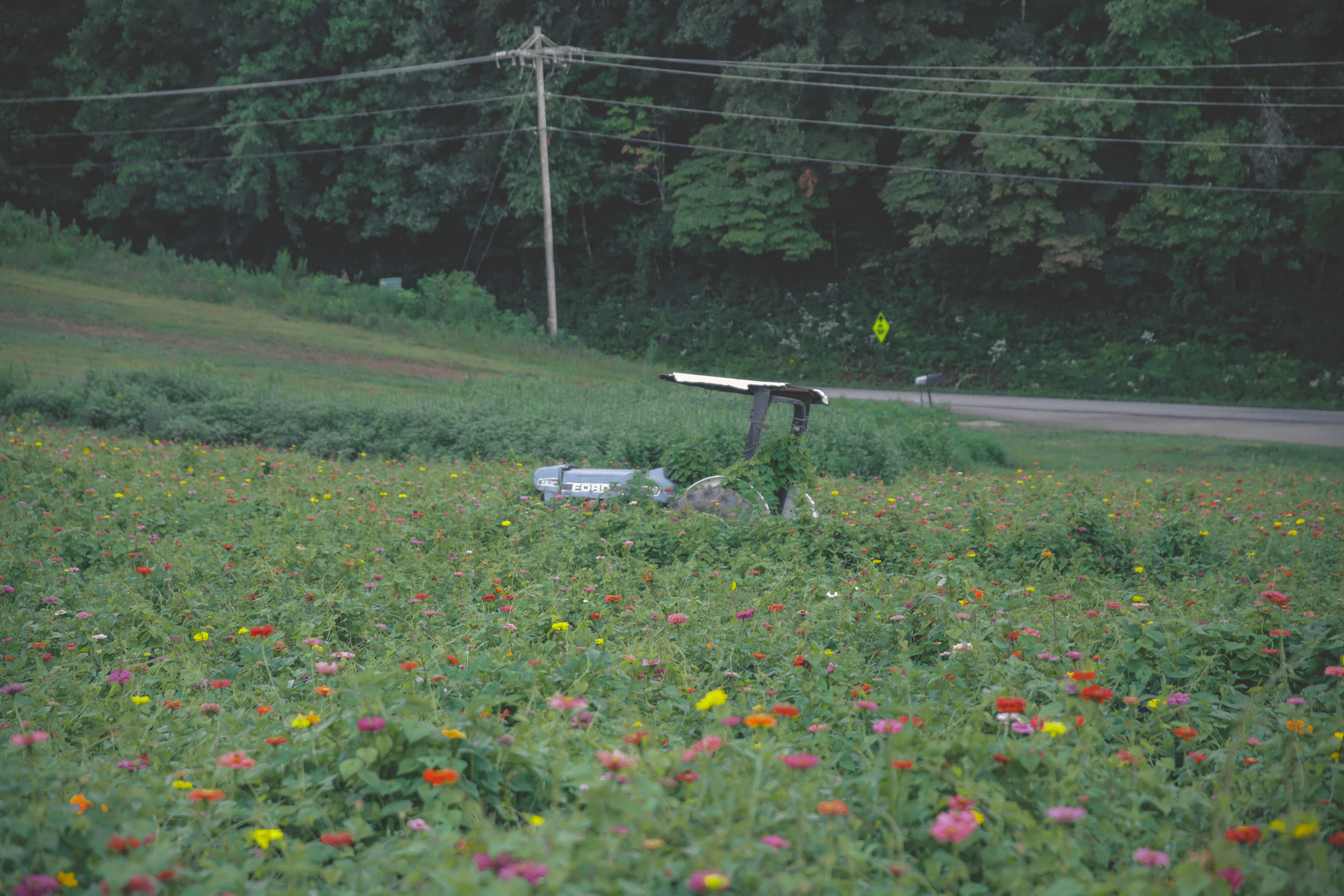 Meadow Interlude: a toppled roadside device amid blossoms and distant power lines