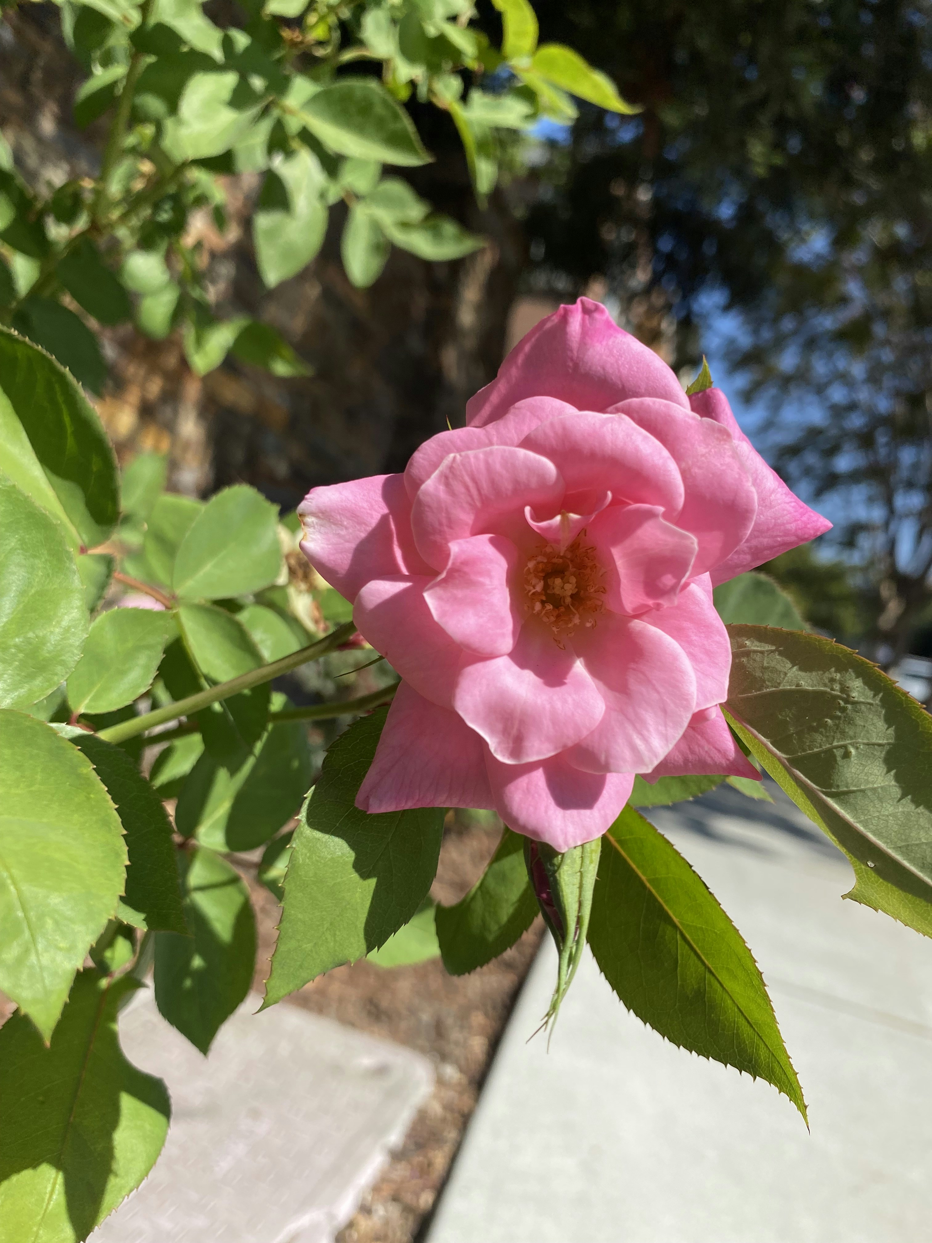 Flower photo shot on Apple iPhone 11
