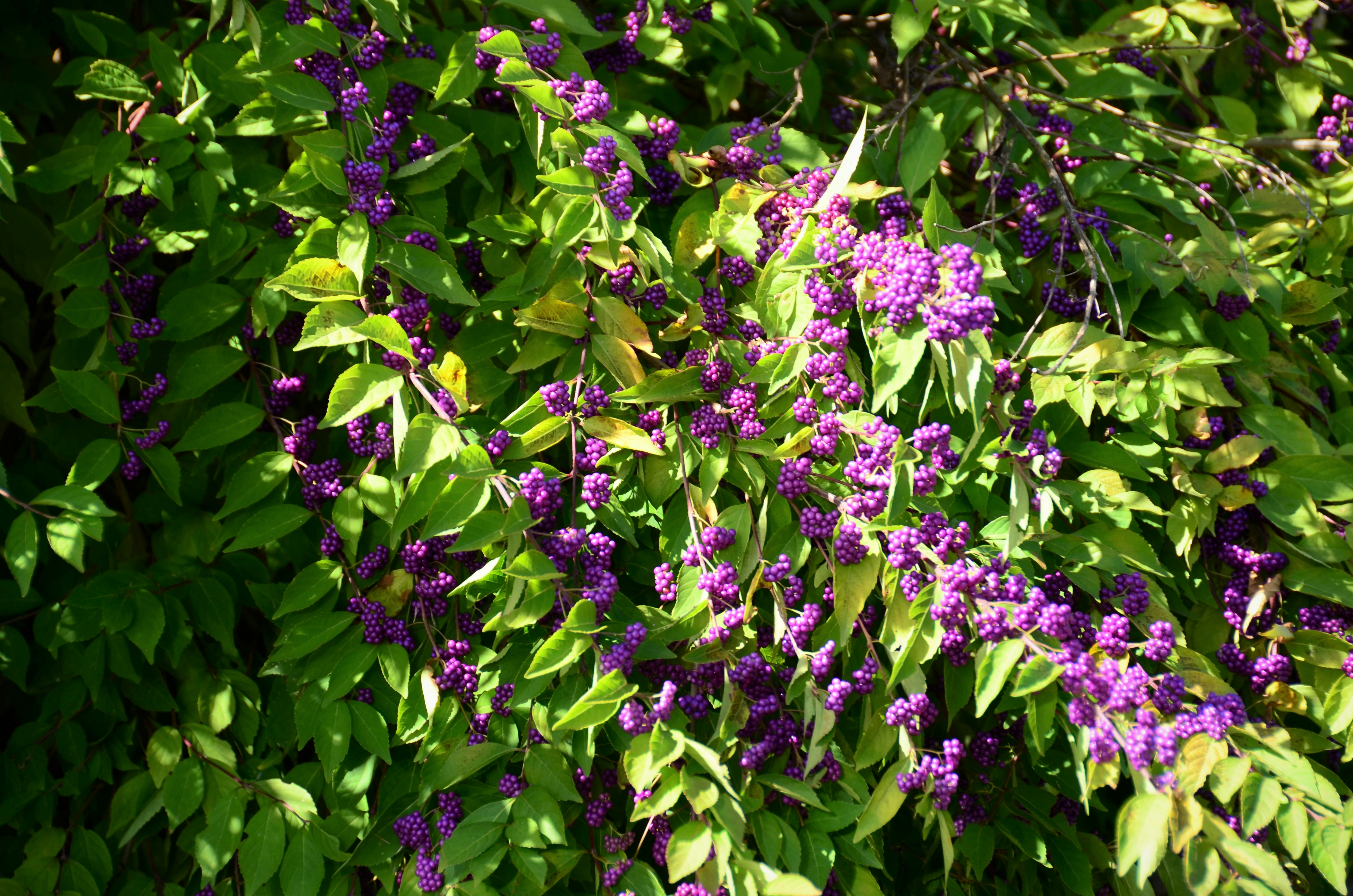 Foto zum Thema Ein Busch mit violetten Blüten – Kostenloses Bild zu ...