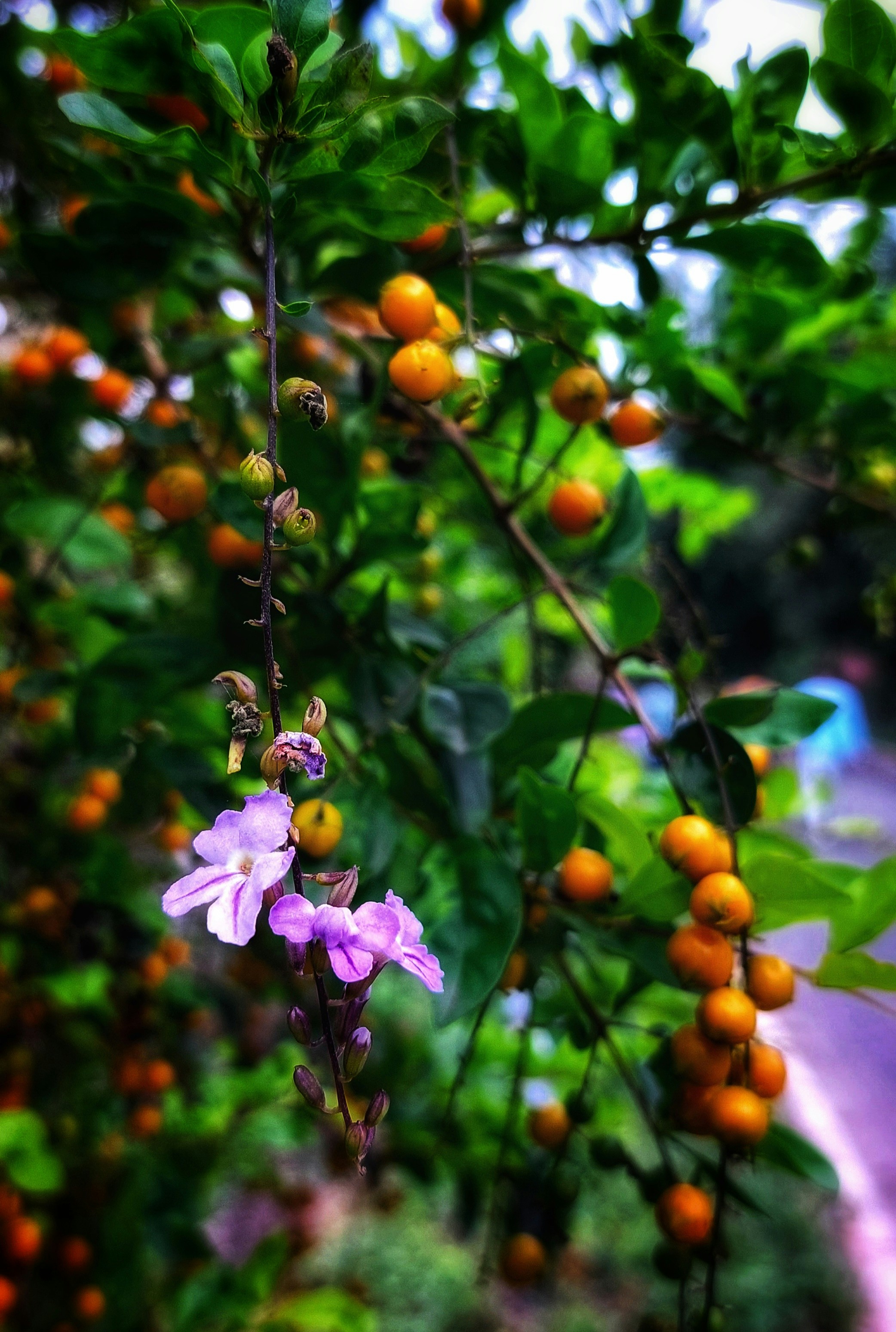 A tree with fruits on it photo – Free Dehradun Image on Unsplash