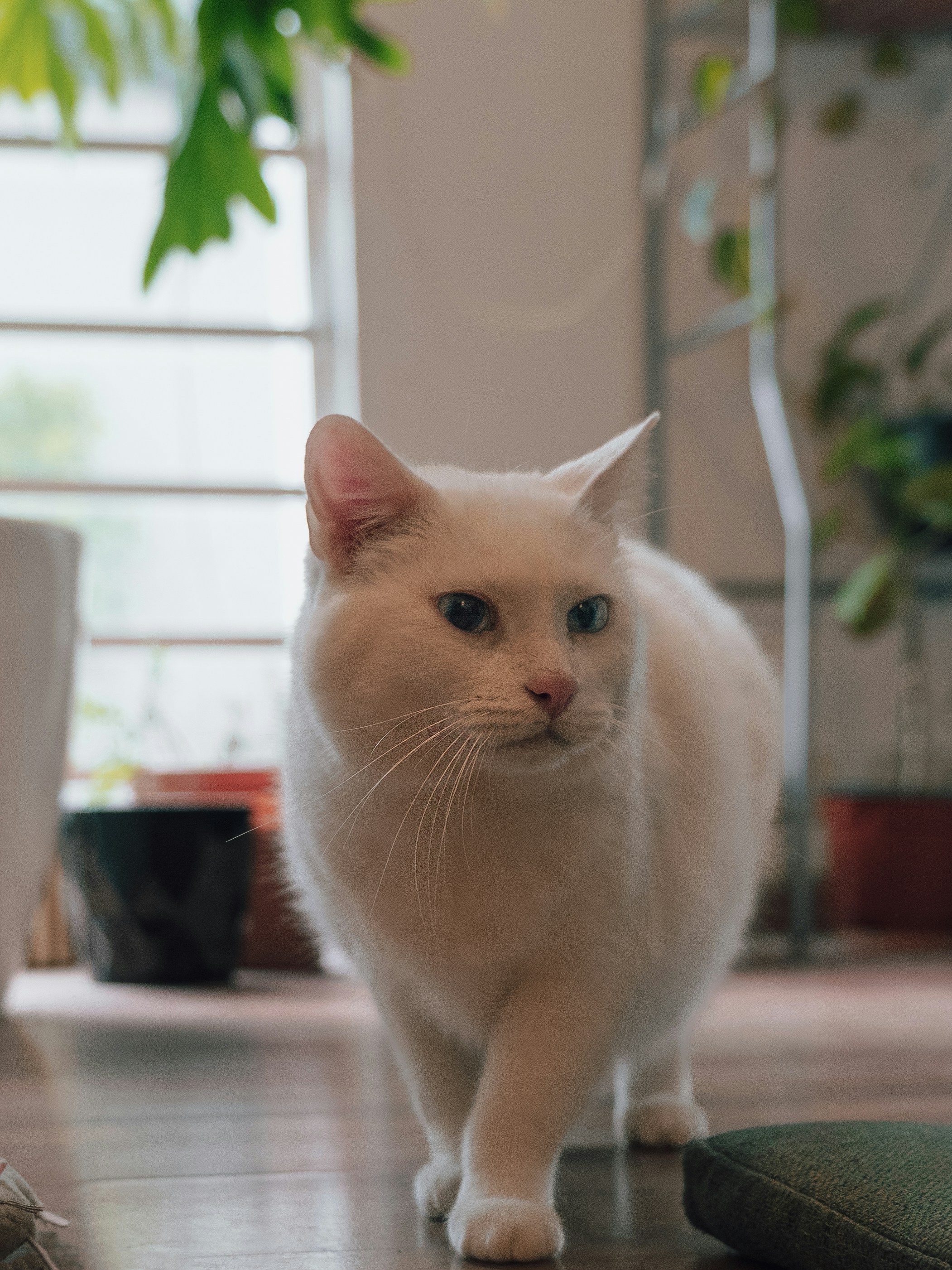 A fluffy white cat with striking blue eyes explores a cozy indoor space filled with greenery and soft light.