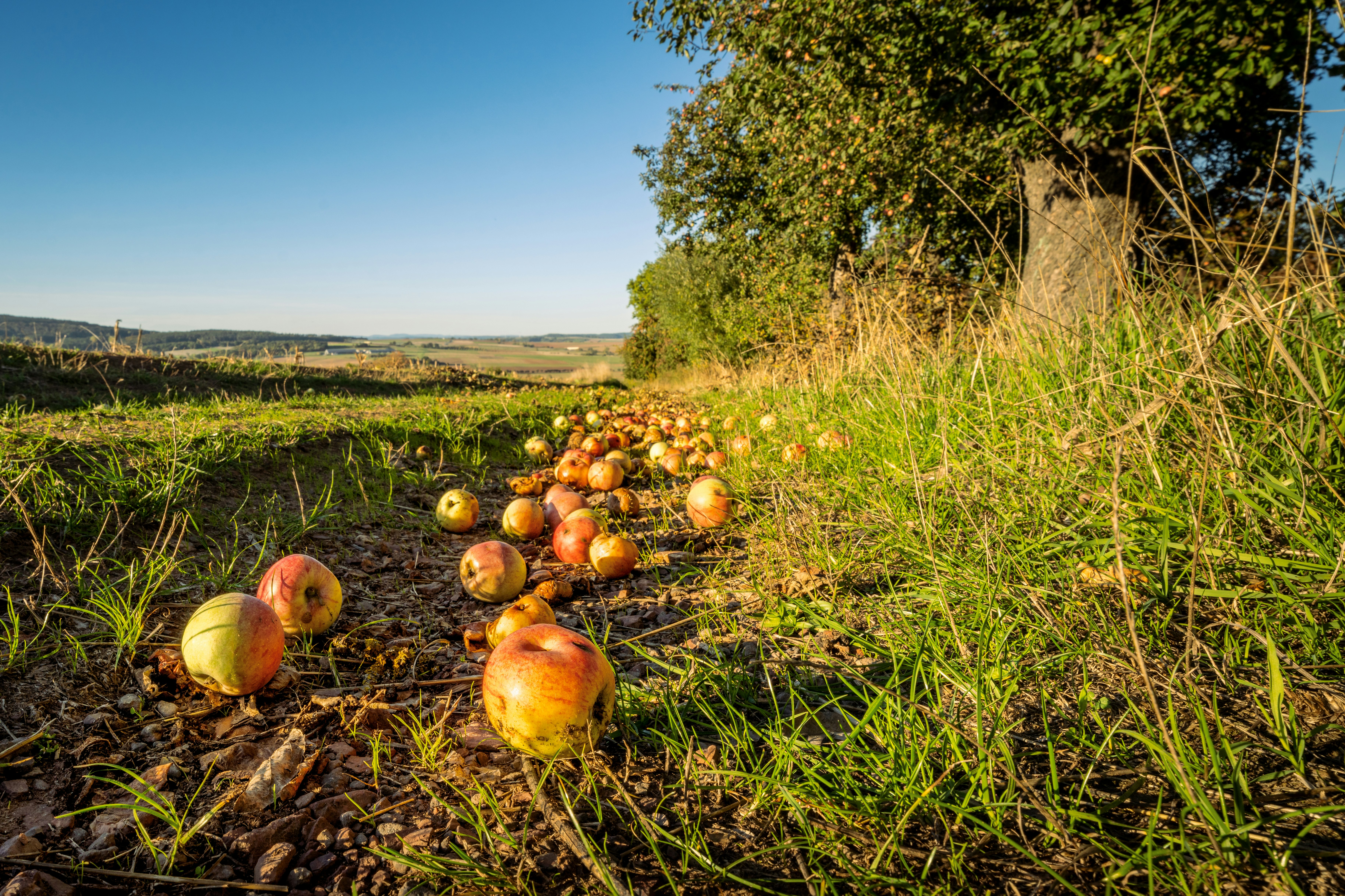 Fruit Field Pictures | Download Free Images on Unsplash