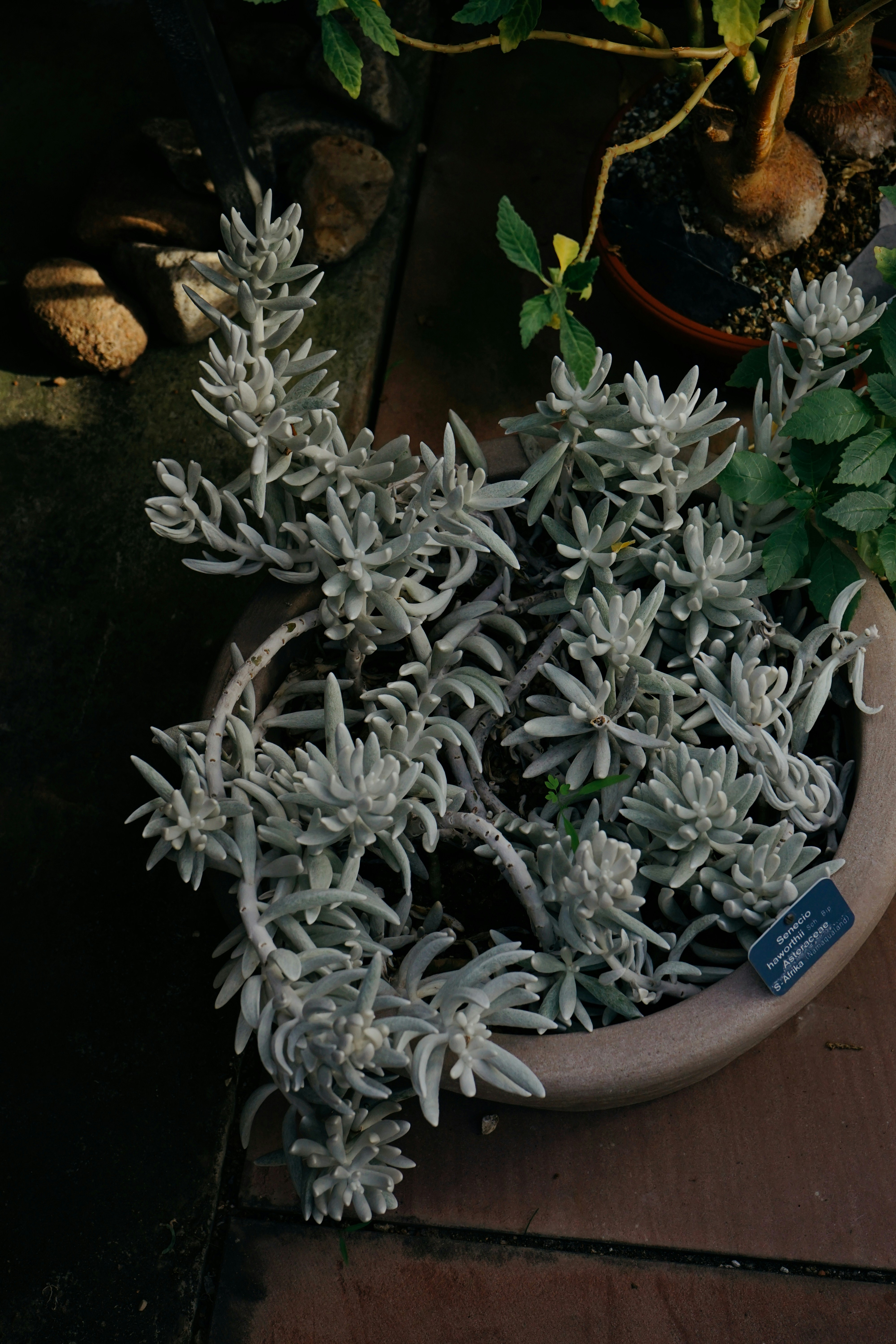 A plant in a pot photo – Free Botanischer garten der universität basel ...