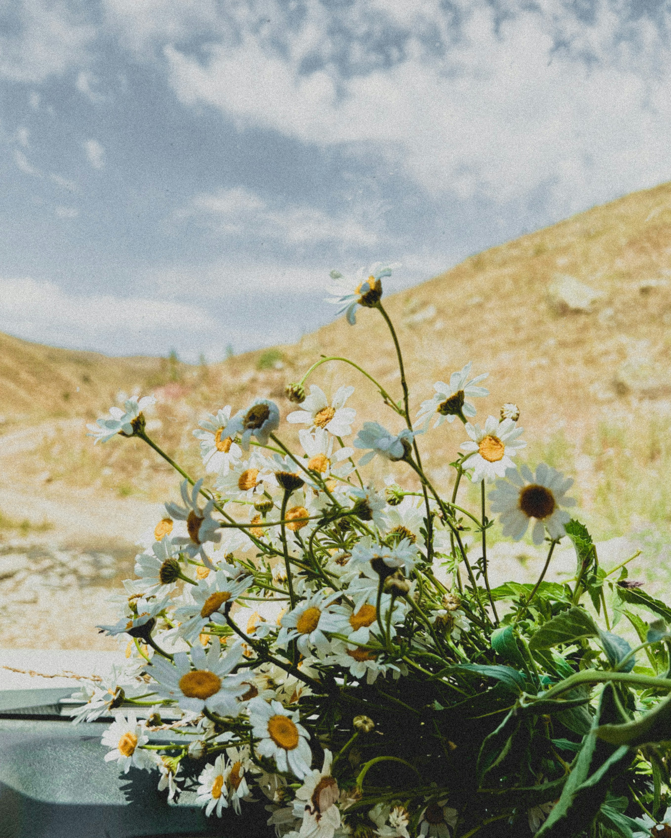 Daisies on the Dash: Fresh Burst Against a Desert Landscape