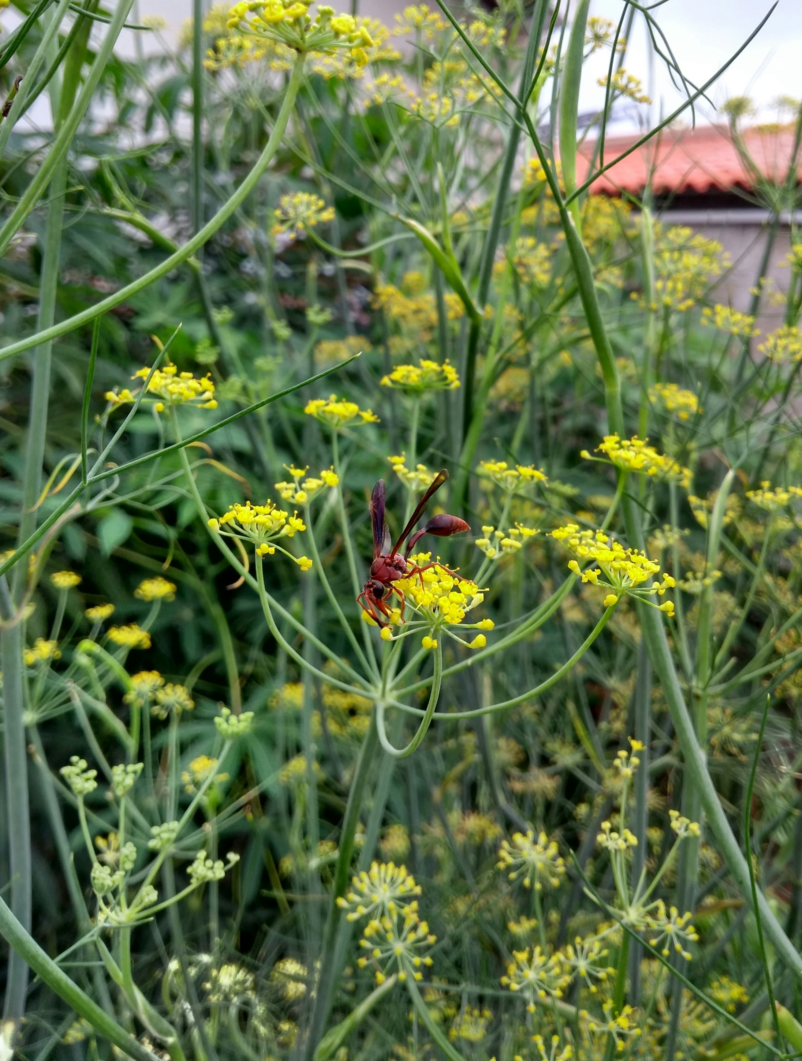 Close-up of a red-and-black wasp perched on a yellow flower cluster amid tangled green stems in a garden.