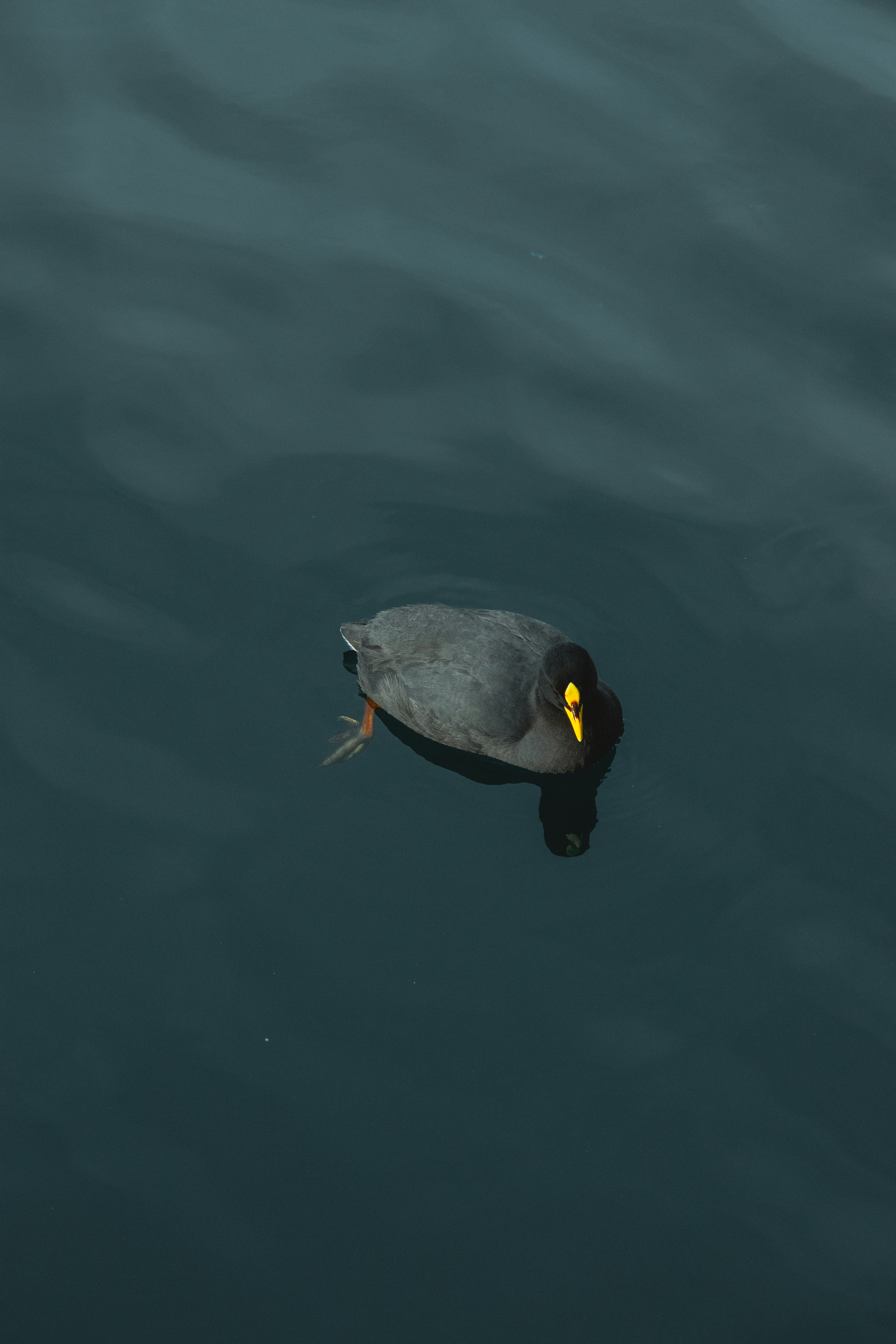 a turtle swimming in water