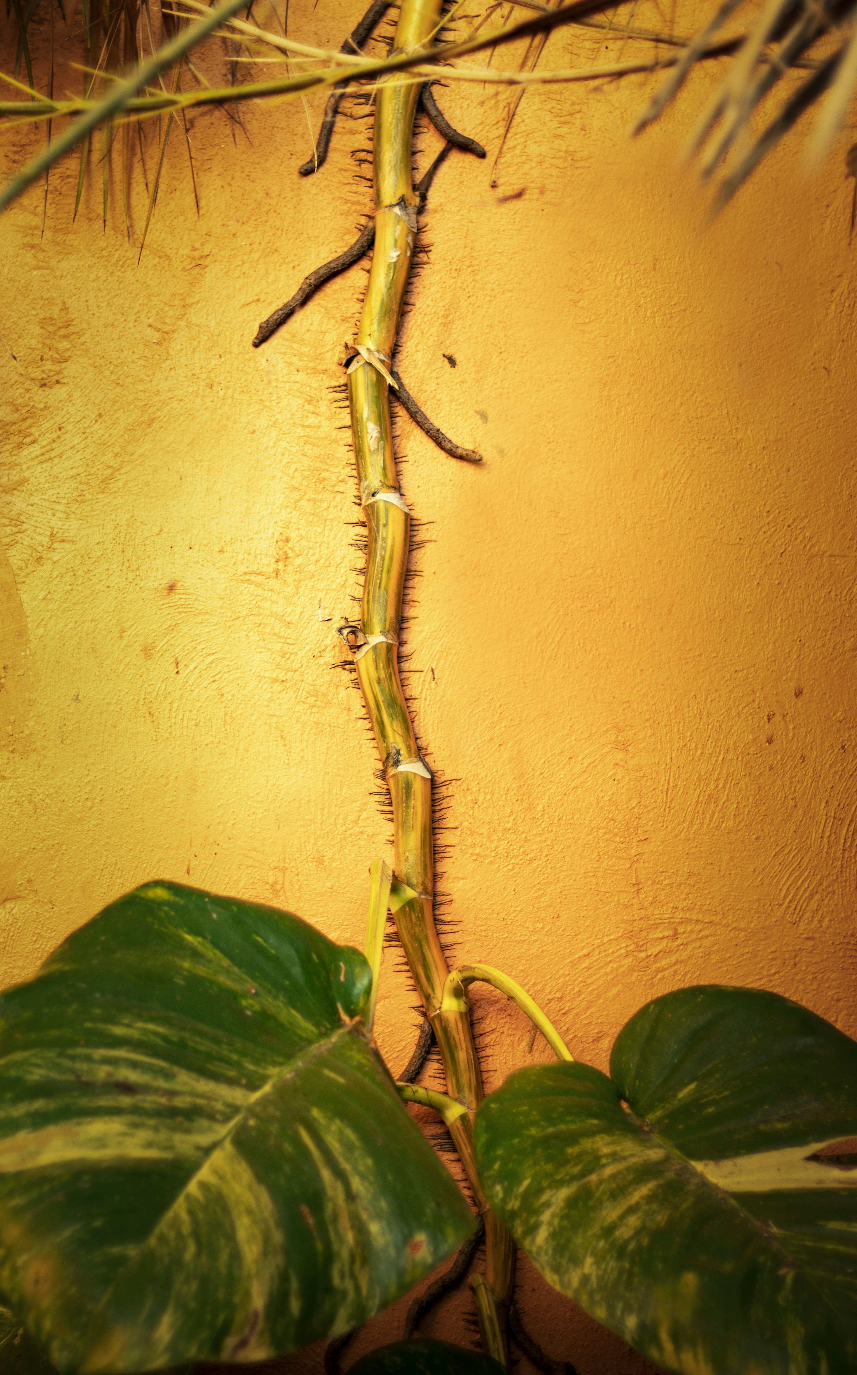 Sun-Warmed Tendrils: A Central Vine Climbing a Golden Wall