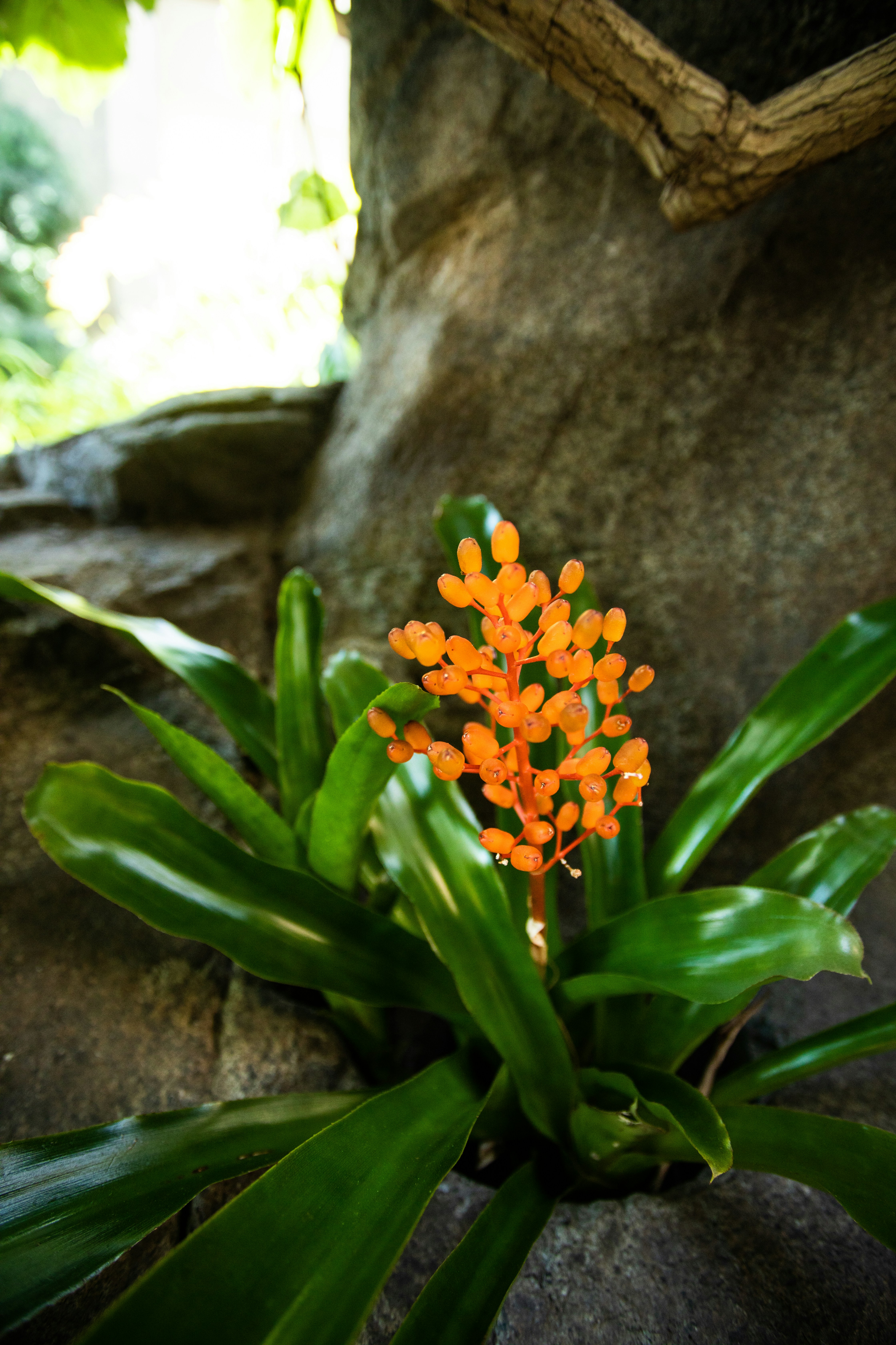 Orange Orchid in a Quiet Stone Nook