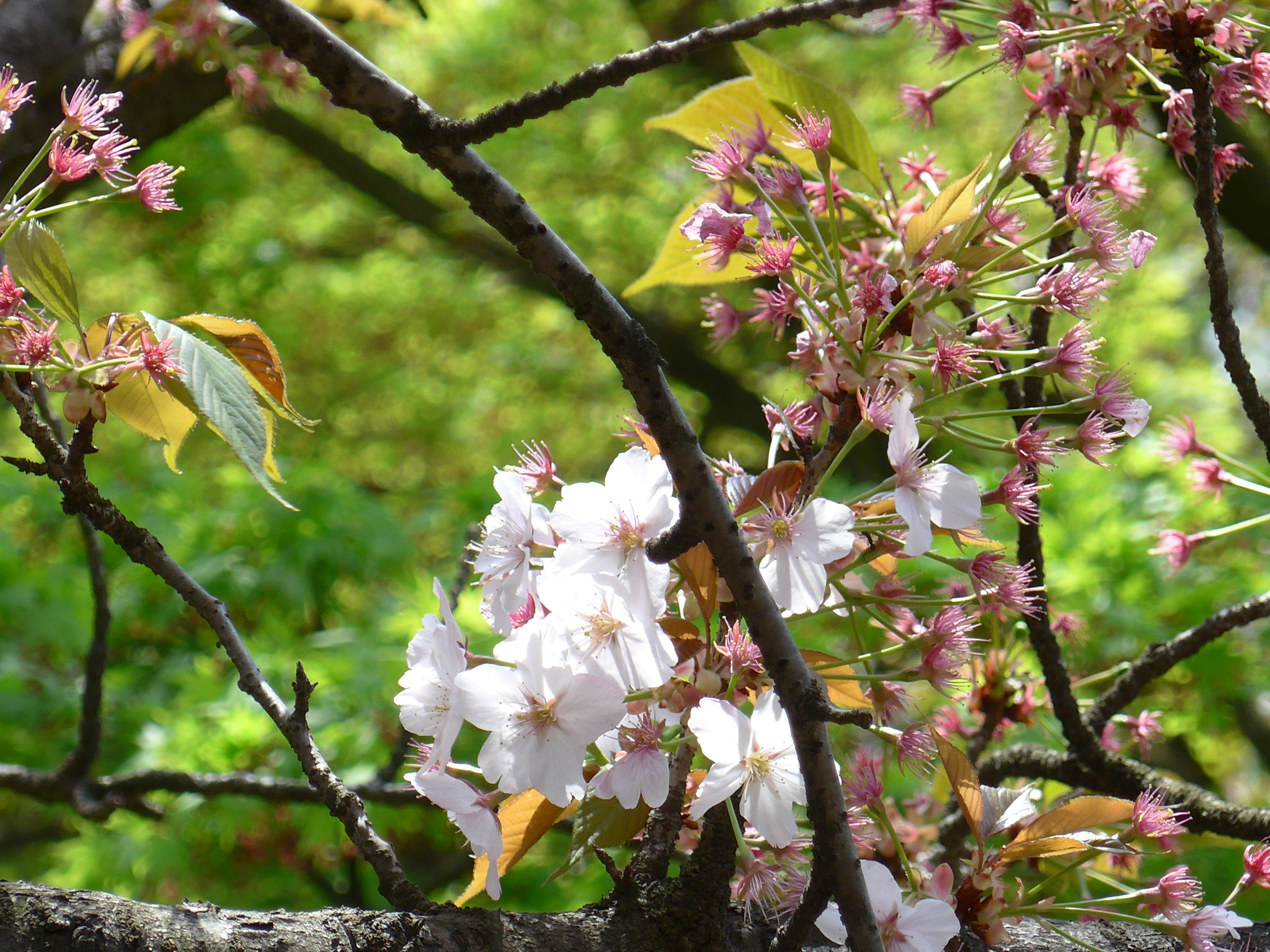 Crisscrossed Cherry Bloom: White Petals Through a Spring Canopy