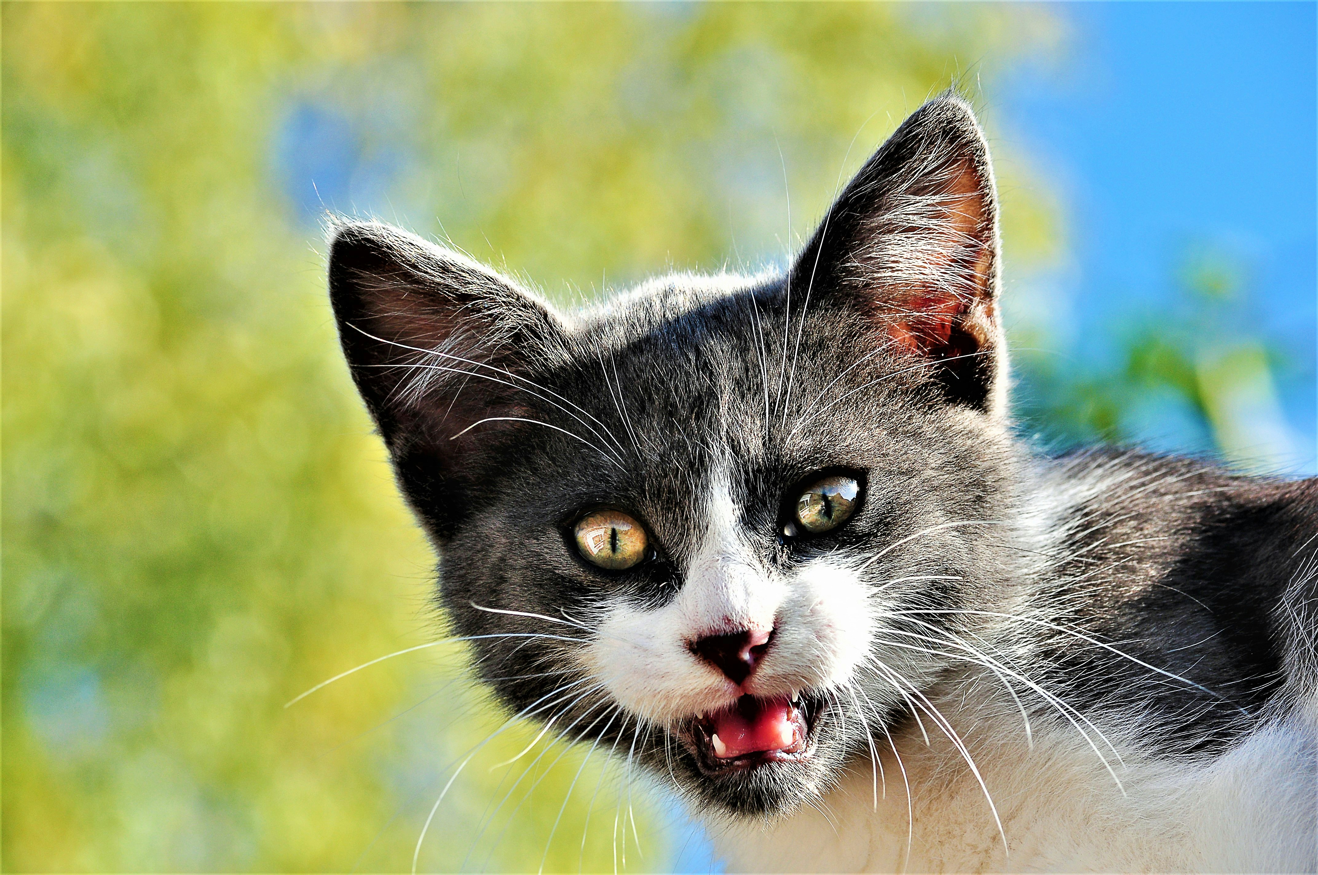 a cat with its mouth open